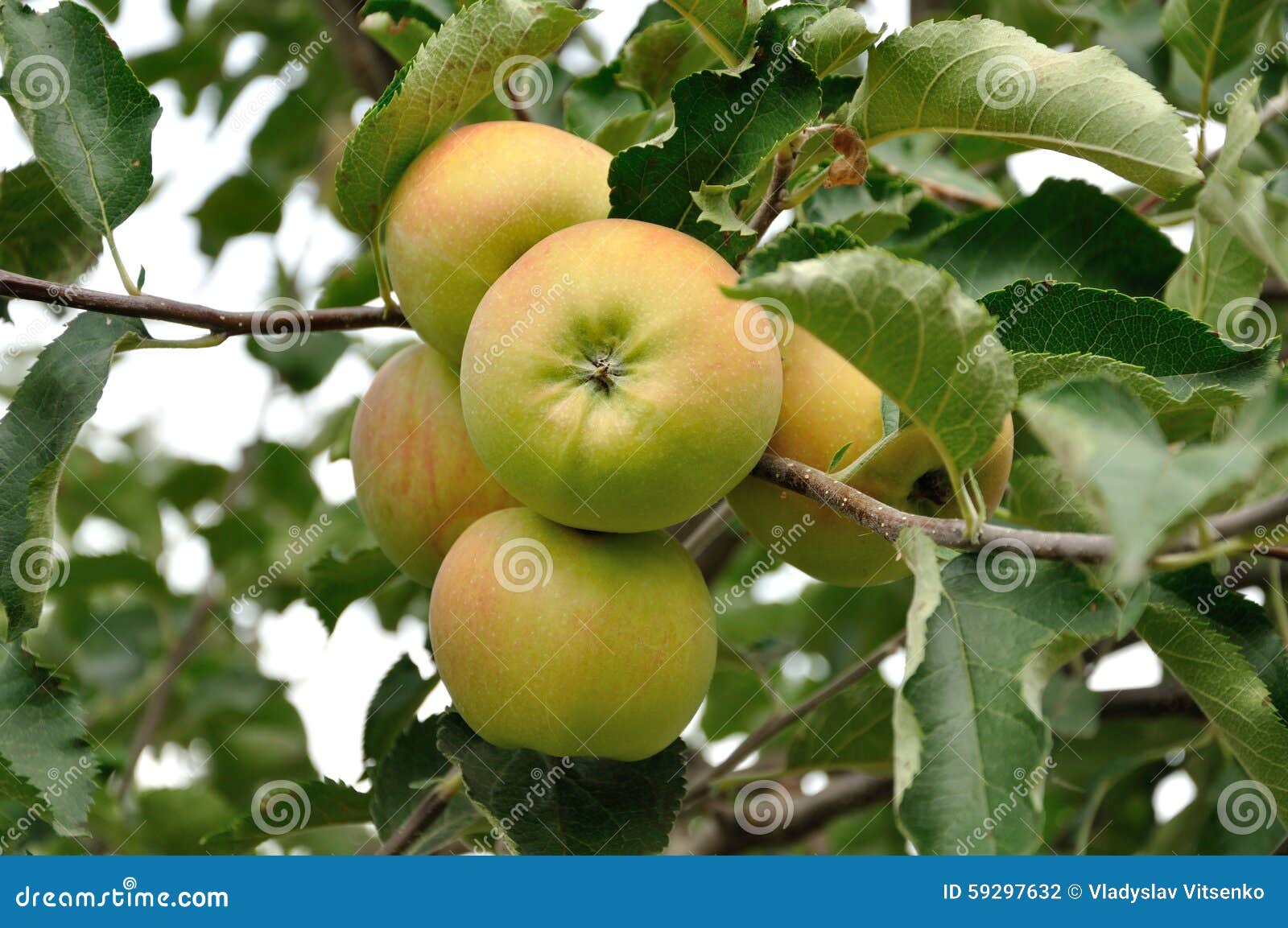 Apple stock photo. Image of growth, organic, orchard - 59297632