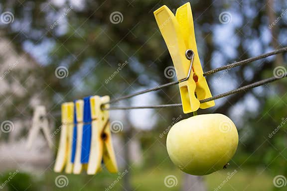 Apple on clothespin stock photo. Image of colored, laundry - 26045658