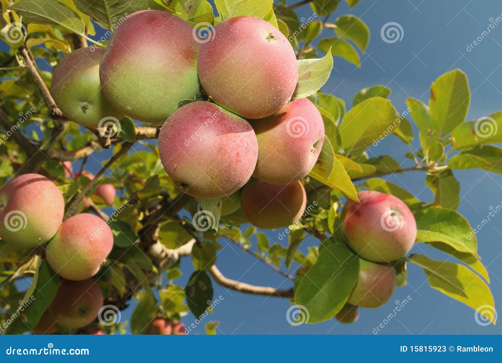 Apple cluster stock image. Image of ripe, delicious, autumn - 15815923
