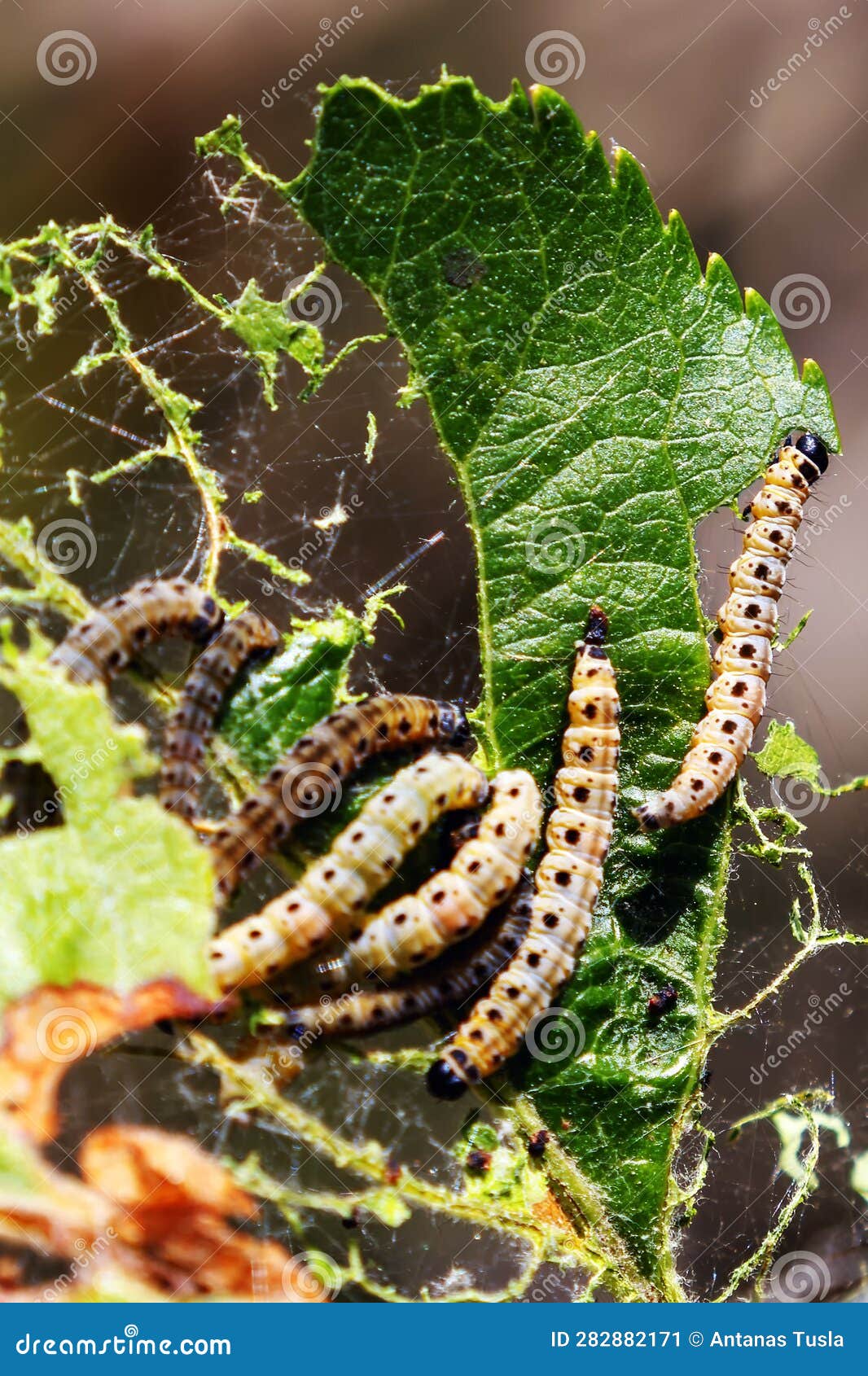 Worms Apple Maggot Larva Eating Rotten Apple Royalty-Free Stock Image ...