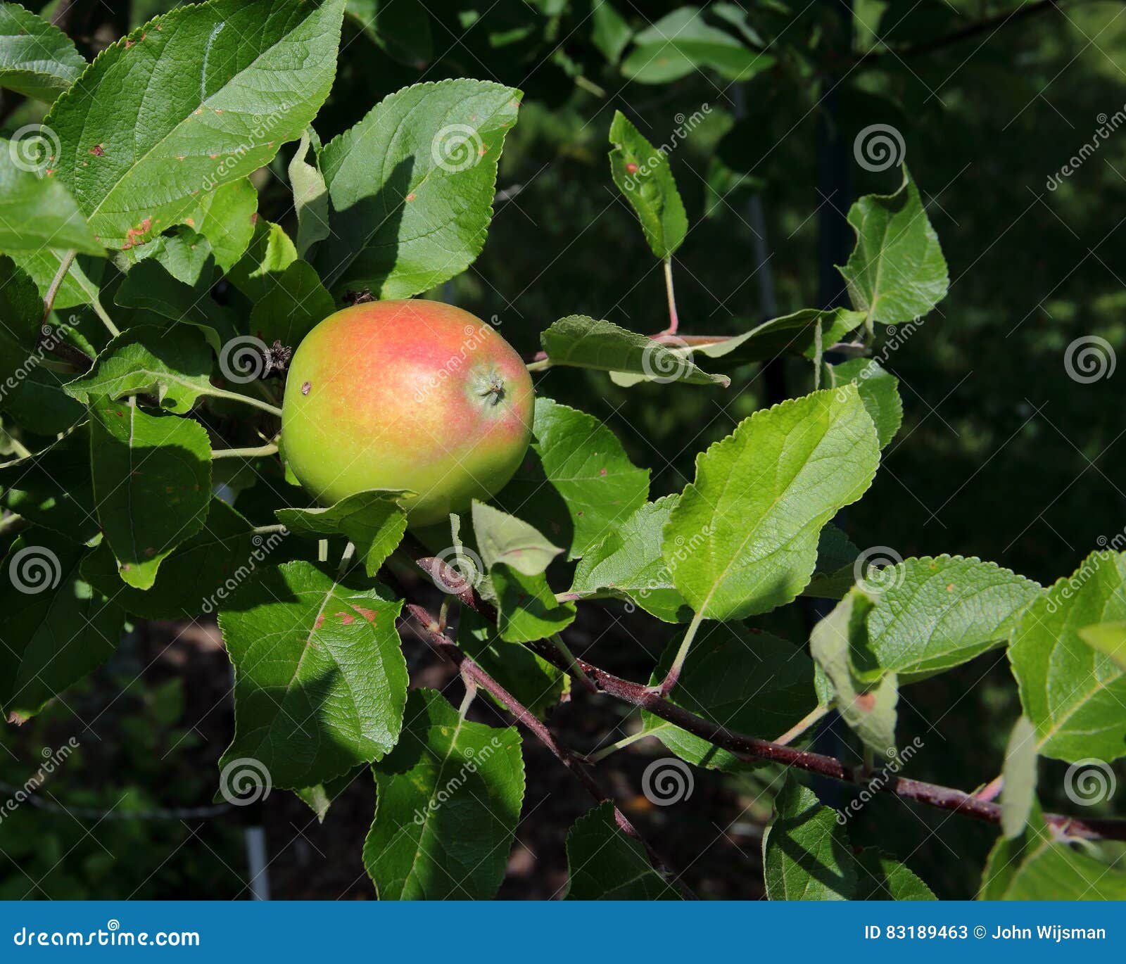 Apple Com Vermelho Cora No Ramo Com Folhas Imagem de Stock - Imagem de ...