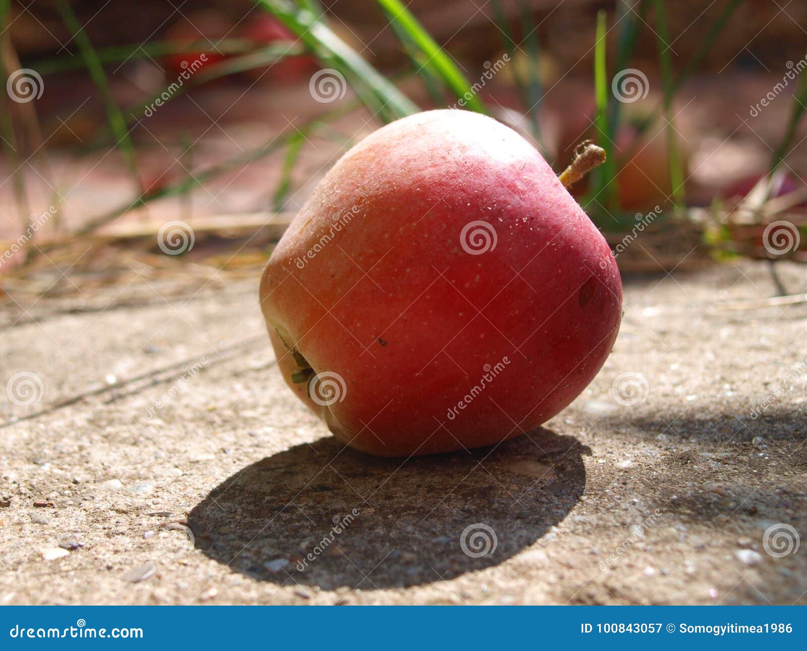 Apple on concrete. stock image. Image of brown, season - 100843057