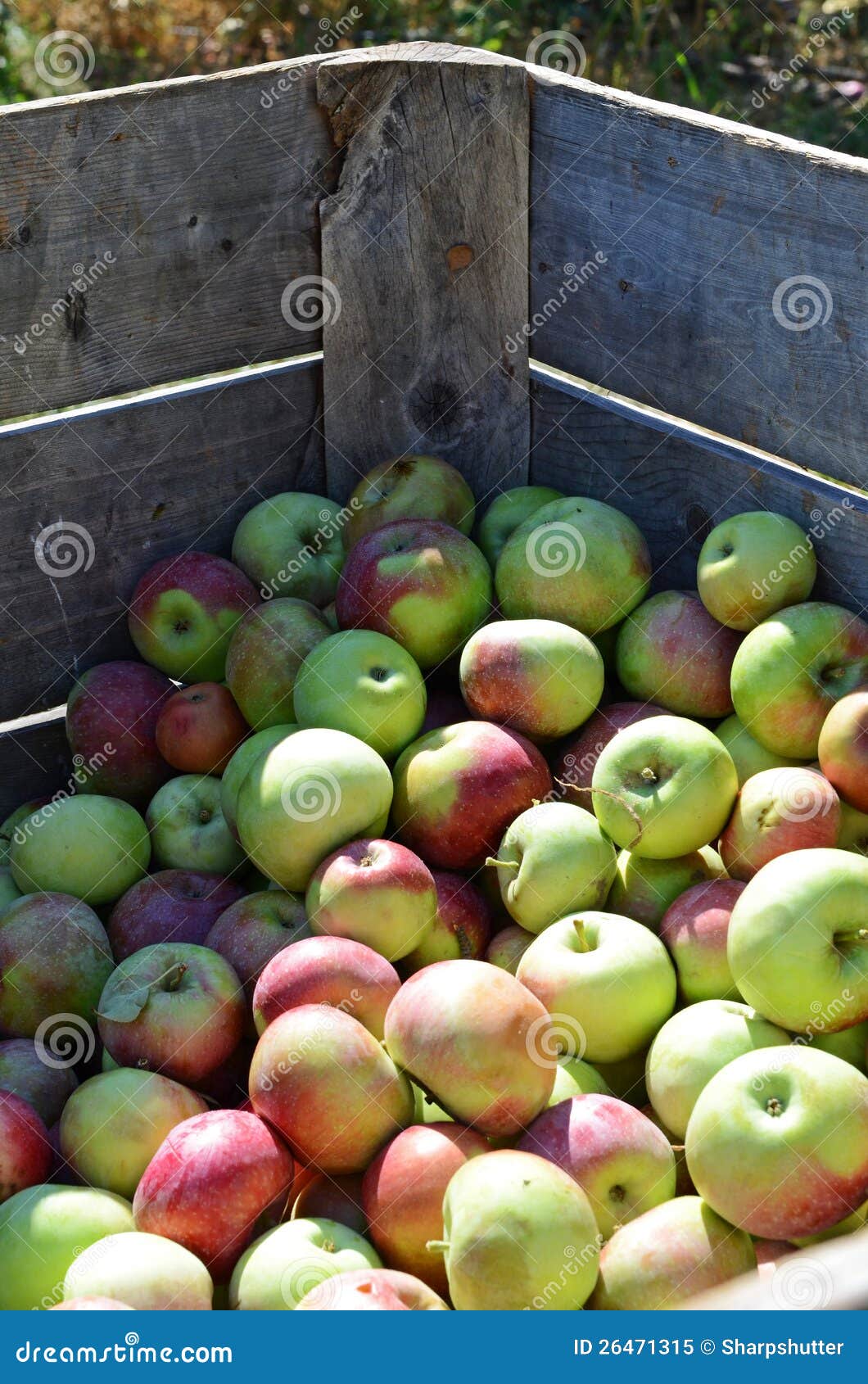 Apple Crate stock image. Image of activity, bushel, farm - 26471315
