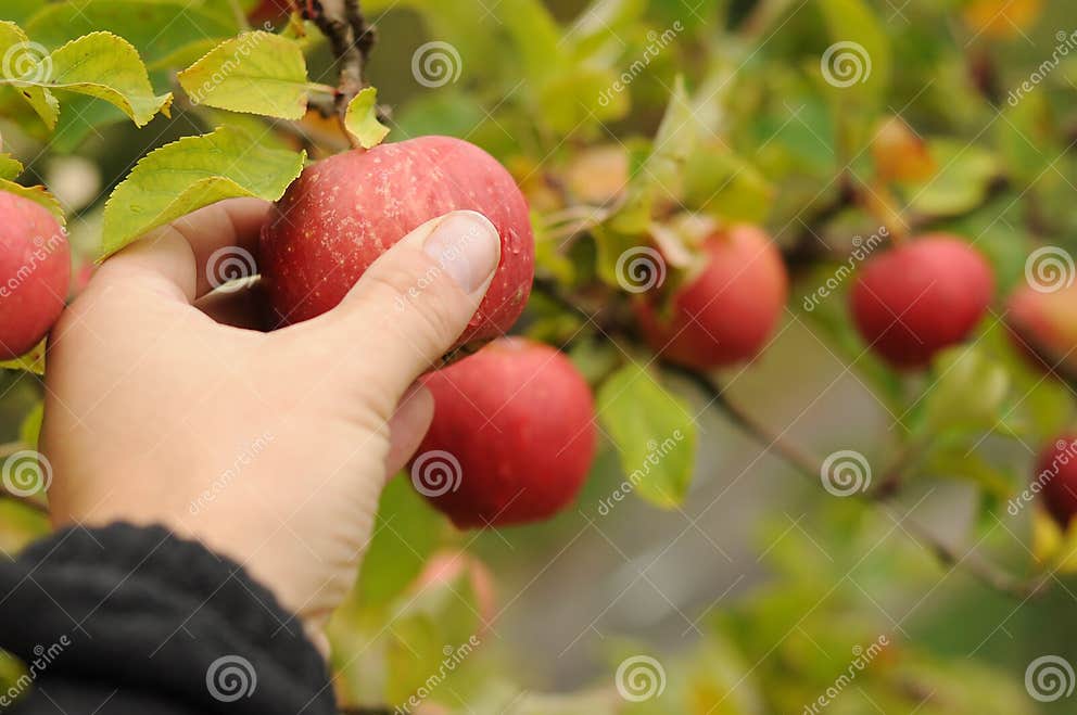 Apple crop stock image. Image of picking, crop, garden - 21611303