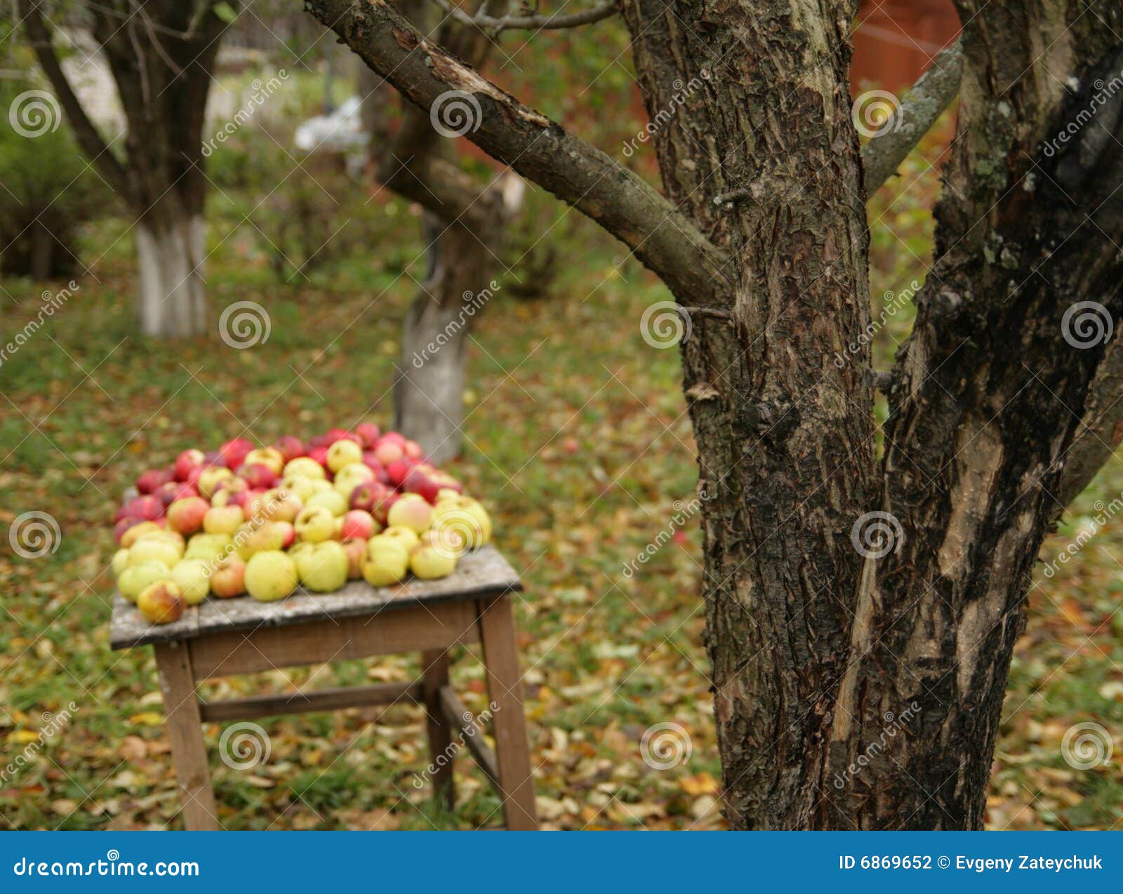 Apple crop stock photo. Image of fruitage, fruit, leaves - 6869652