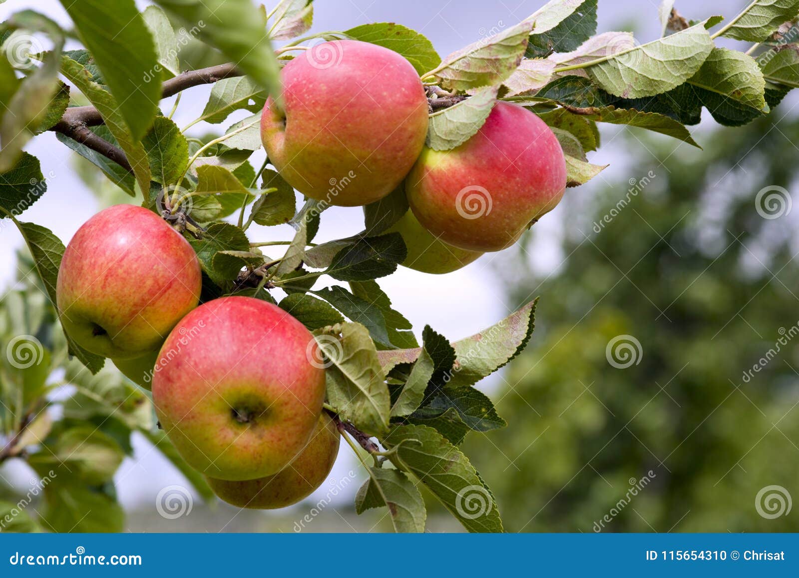 Apple crop stock photo. Image of natural, crop, colour - 115654310