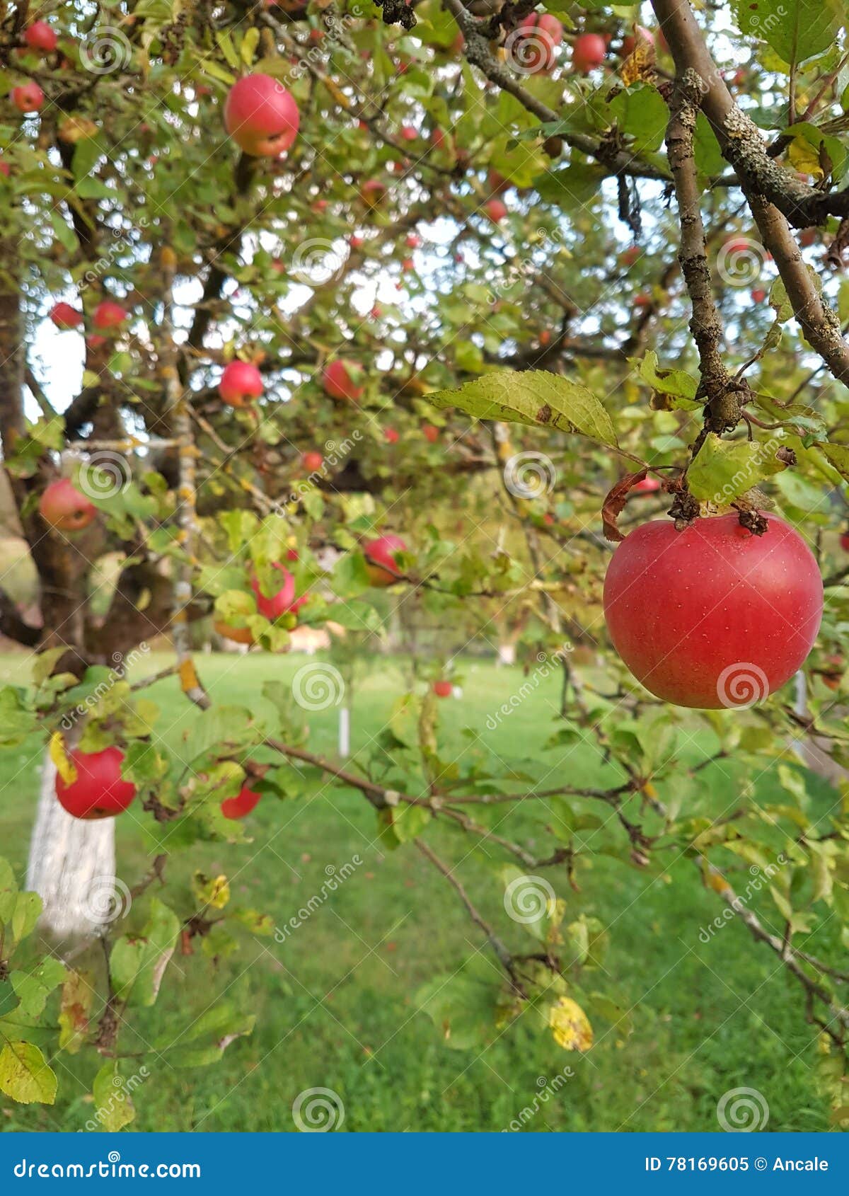 Apple crop in autumn stock image. Image of natural, ecologic - 78169605