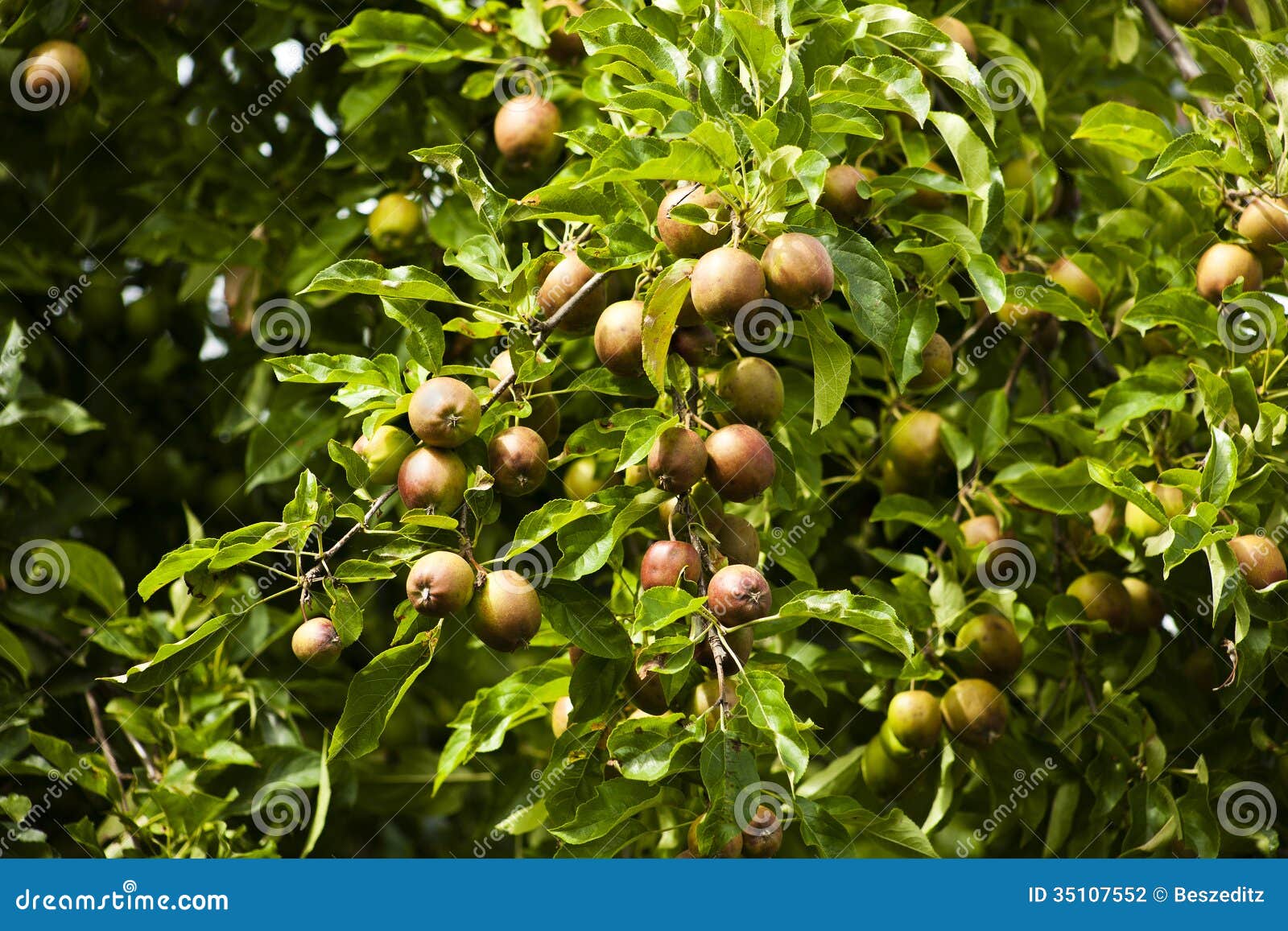 Apple crop on tree stock photo. Image of season, fresh - 35107552