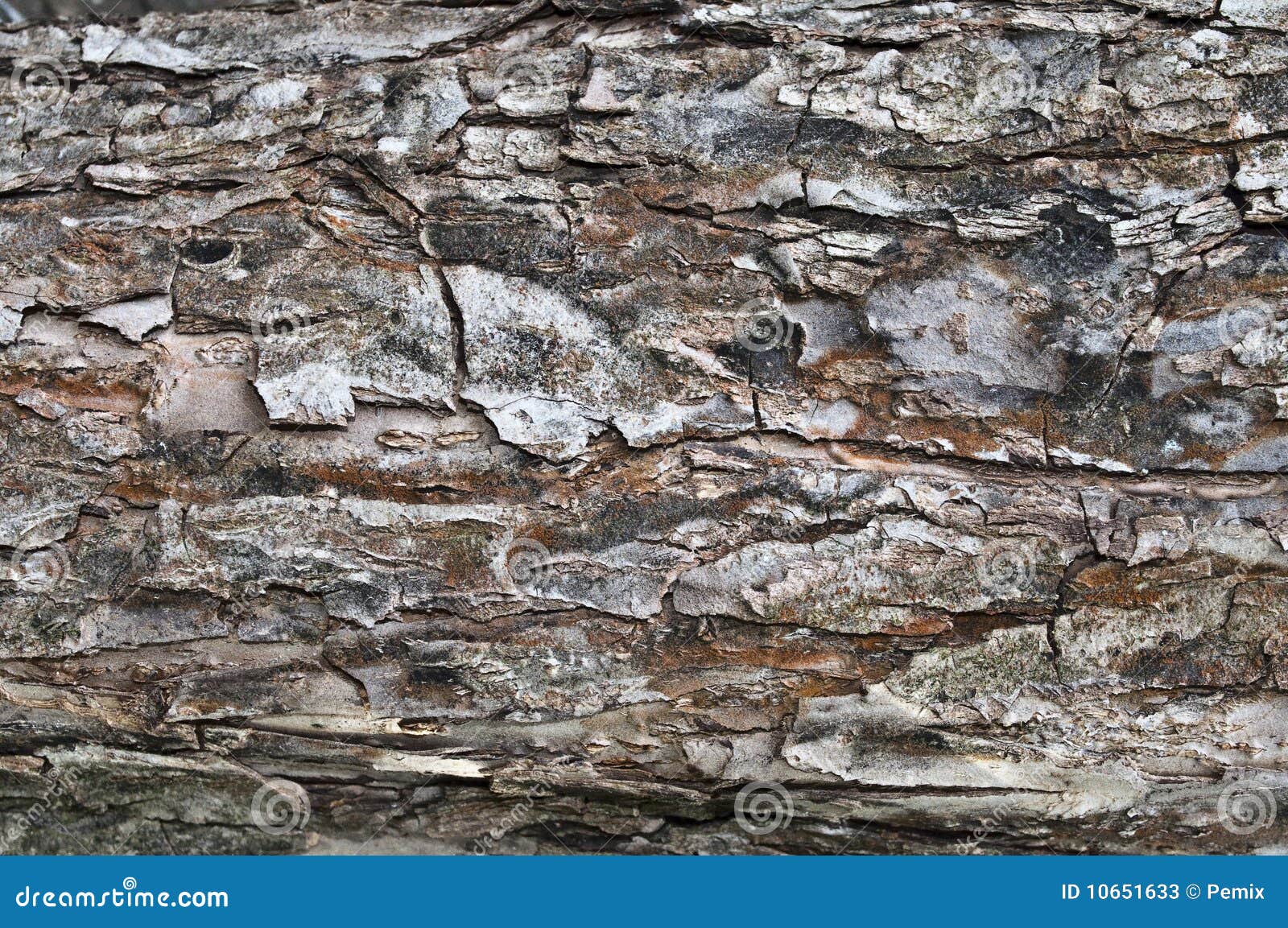 Apple crust stock image. Image of crust, texture, relief - 10651633
