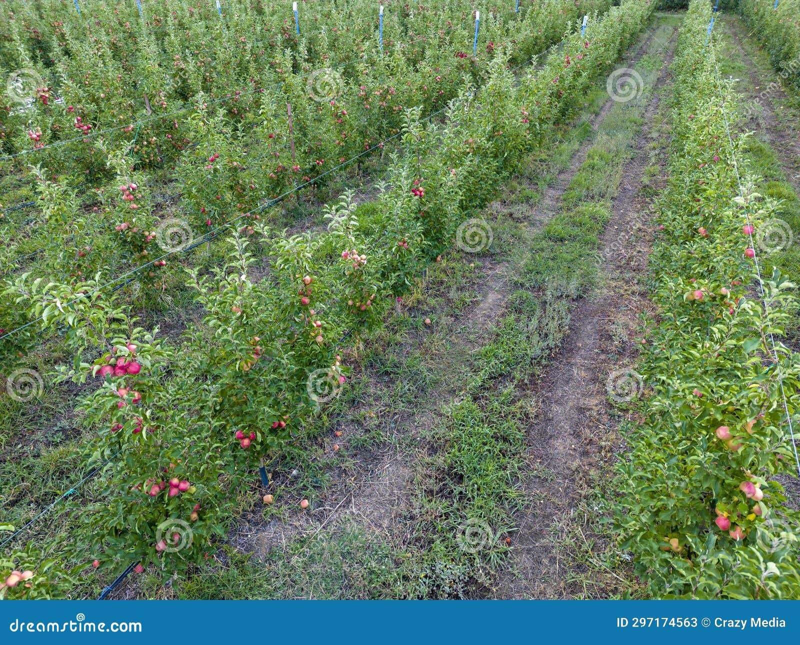 Apple Cultivation, Agricultural Activities and Fruit Fields Made by ...