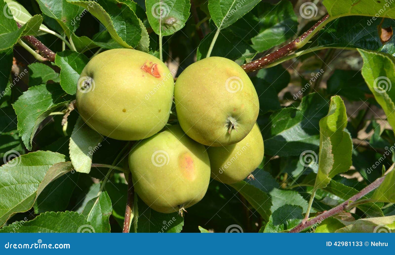 Apple Damaged by Hail Storm Stock Image - Image of white, apples: 42981133