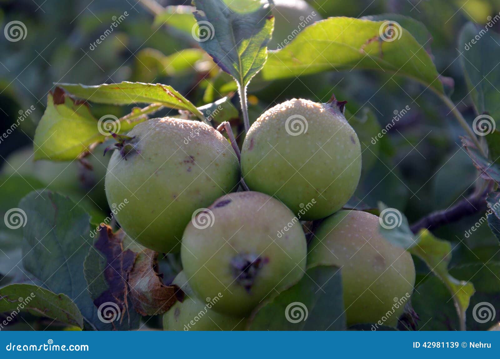 Apple Damaged by Hail Storm Stock Image - Image of garden, rain: 42981139