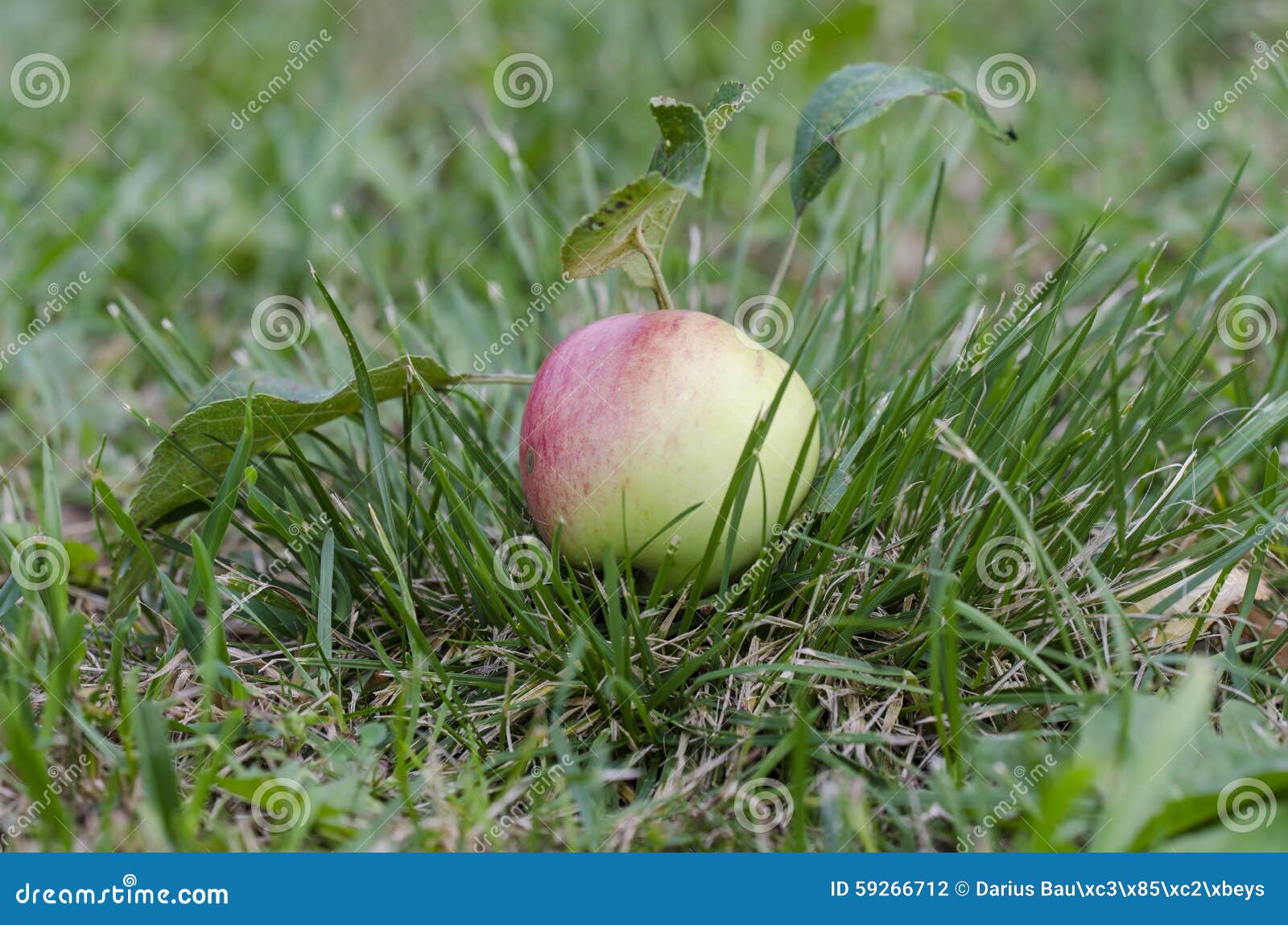 Apple stock photo. Image of orchard, dropping, nature - 59266712