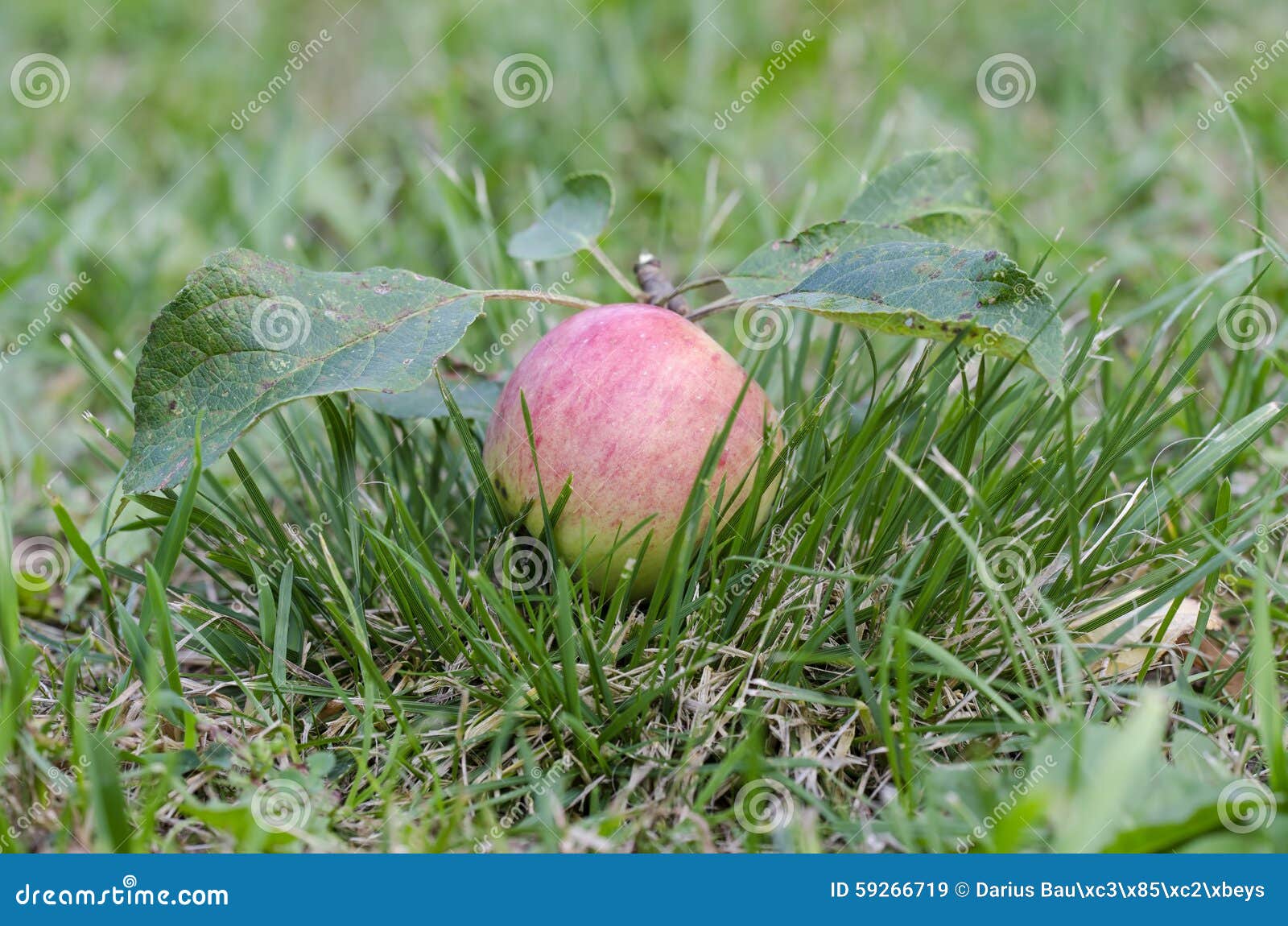 Apple stock image. Image of dropping, tasty, fallen, juicy - 59266719