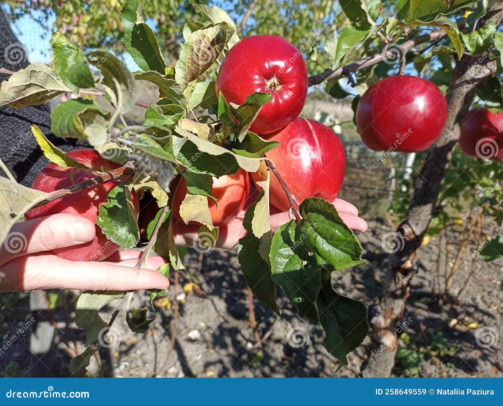 An Apple is an Edible Fruit Produced by an Apple Tree (Malus Domestica ...