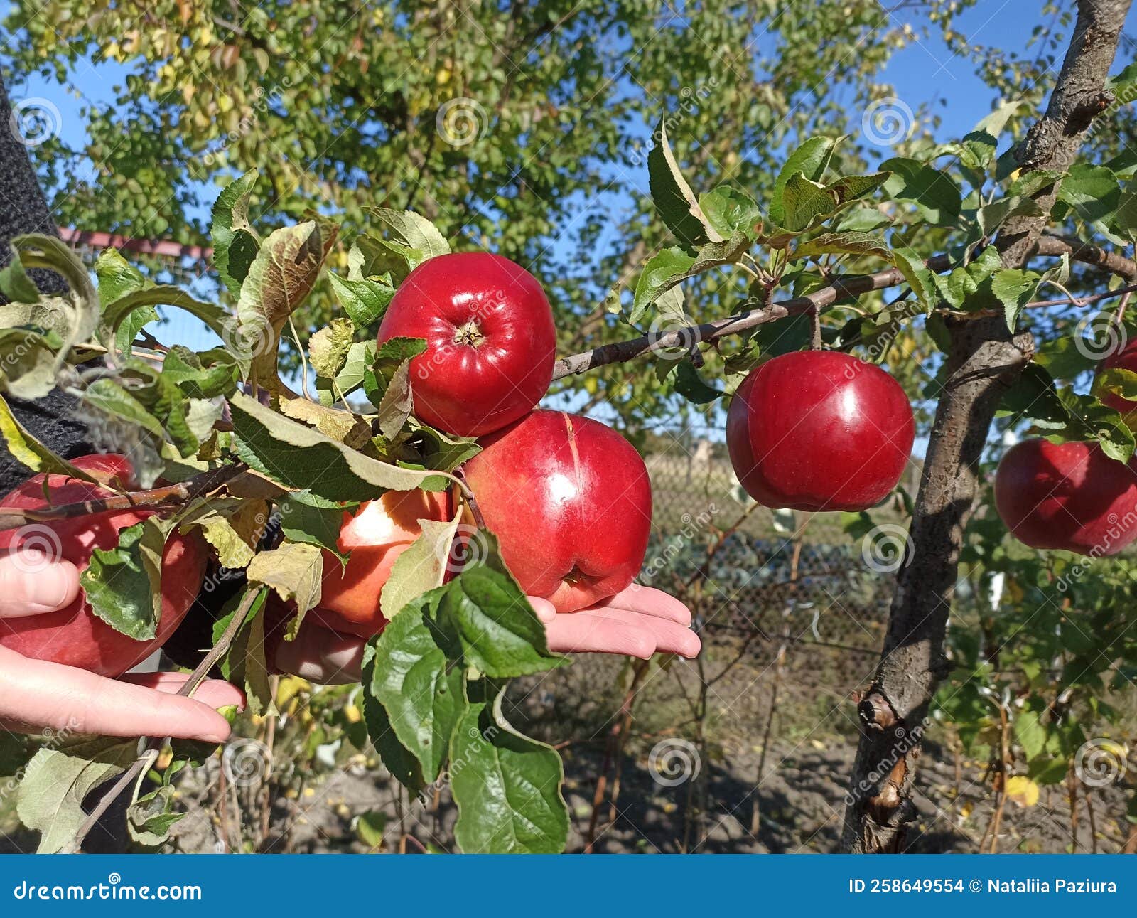 An Apple is an Edible Fruit Produced by an Apple Tree (Malus Domestica ...