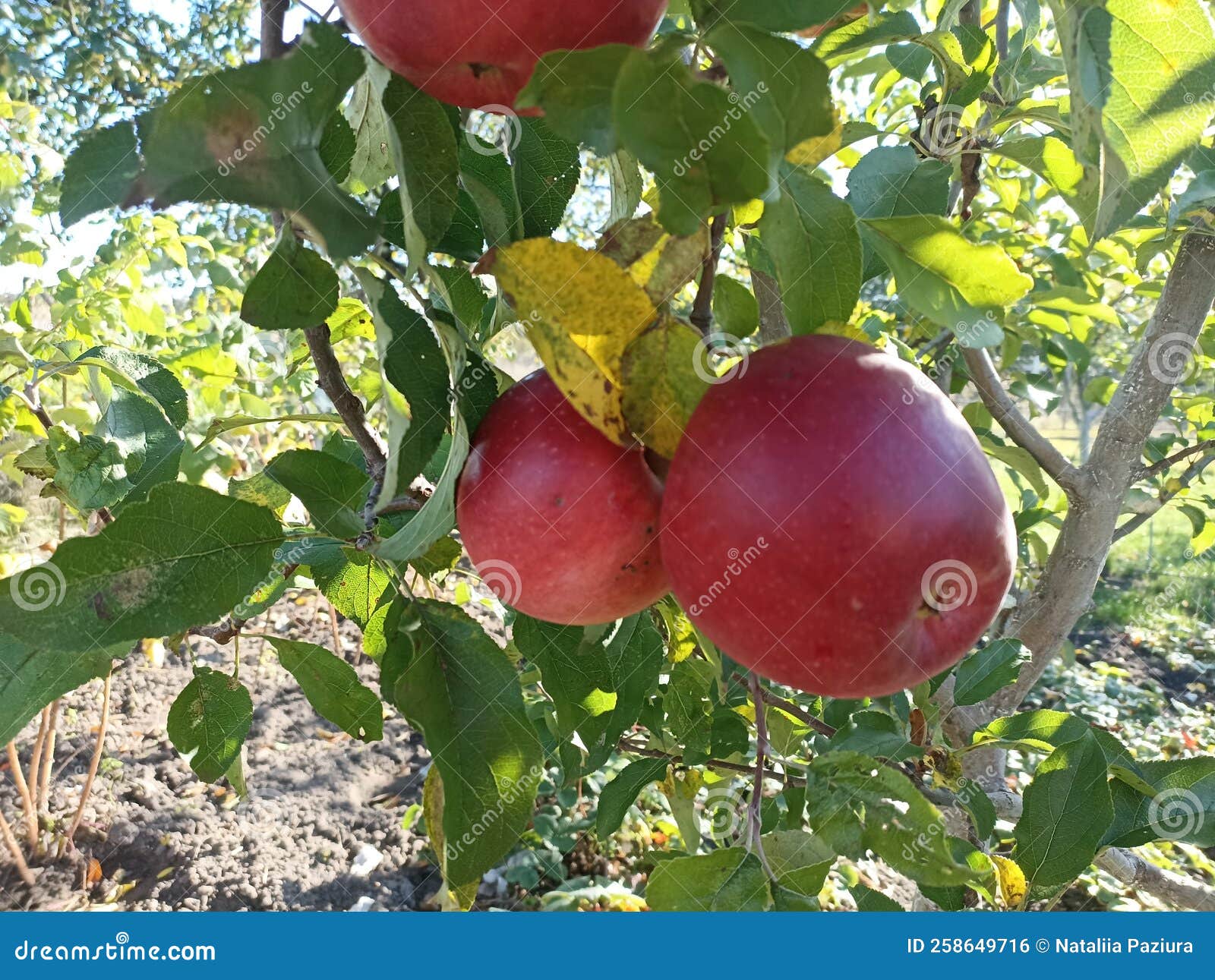 An Apple is an Edible Fruit Produced by an Apple Tree (Malus Domestica ...