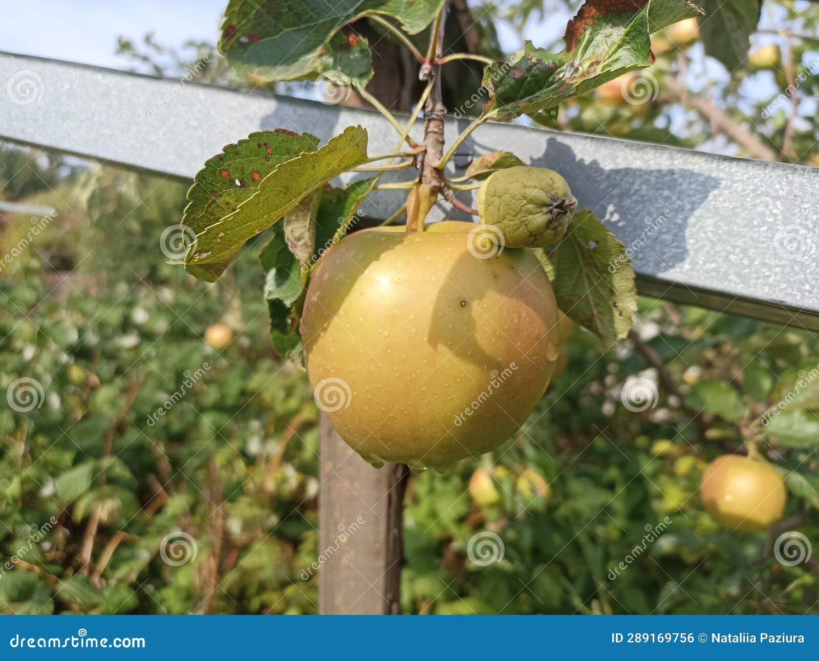 An Apple is an Edible Fruit Produced by an Apple Tree (Malus Domestica ...