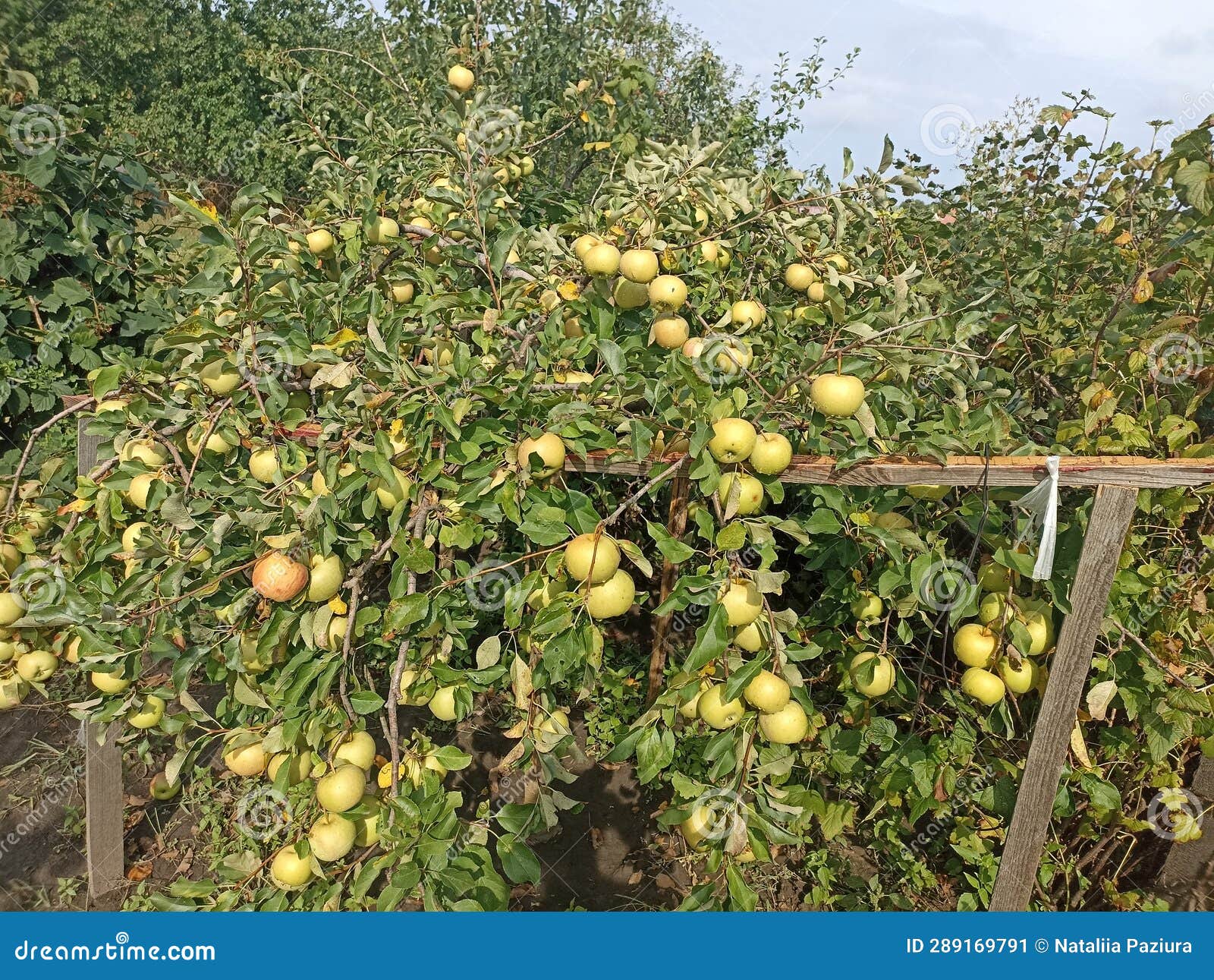 An Apple is an Edible Fruit Produced by an Apple Tree (Malus Domestica ...