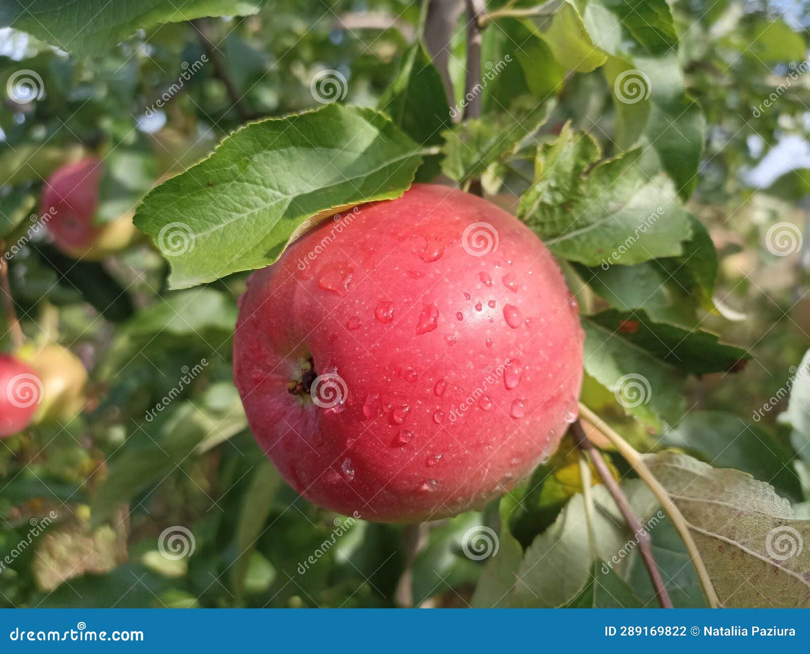 An Apple is an Edible Fruit Produced by an Apple Tree (Malus Domestica ...