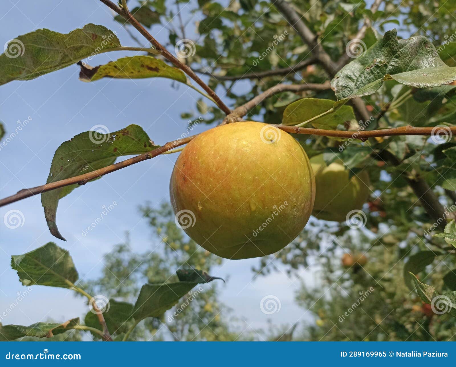 An Apple is an Edible Fruit Produced by an Apple Tree (Malus Domestica ...