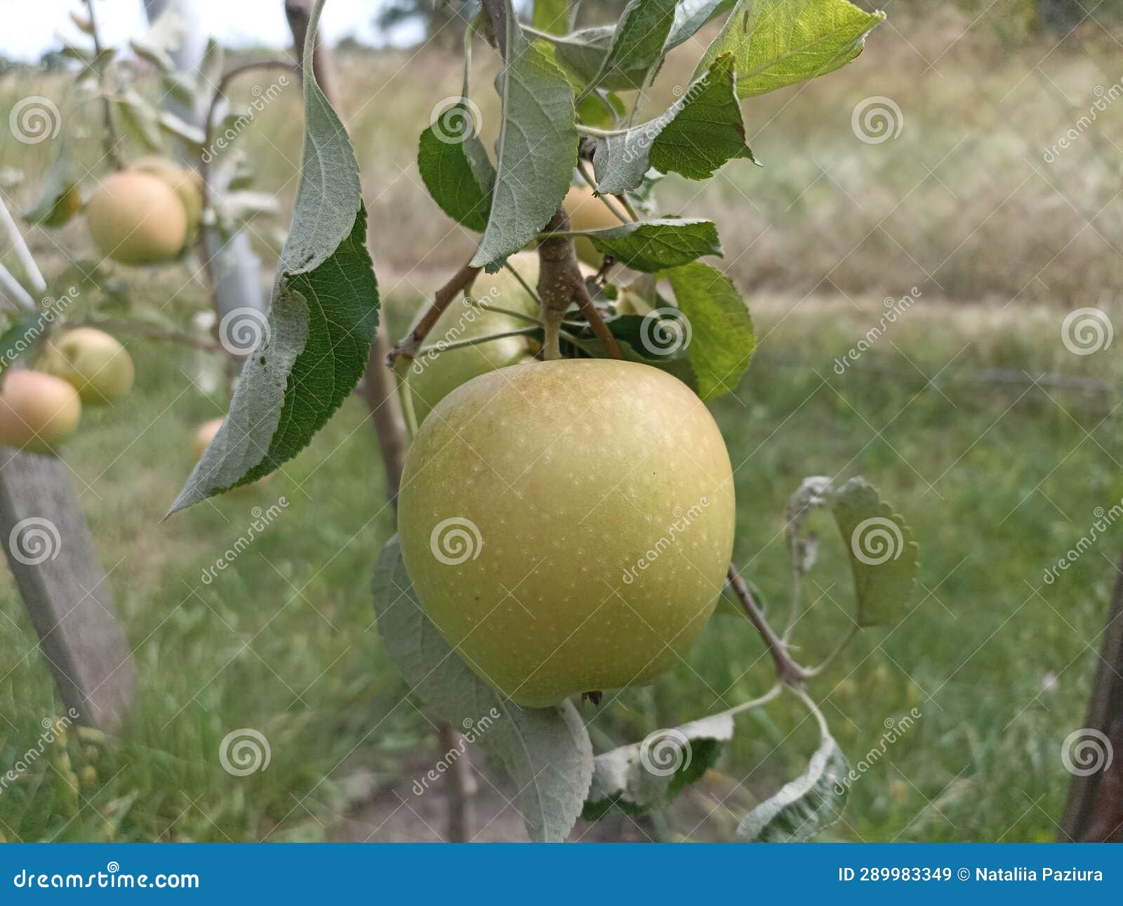An Apple is an Edible Fruit Produced by an Apple Tree (Malus Domestica ...