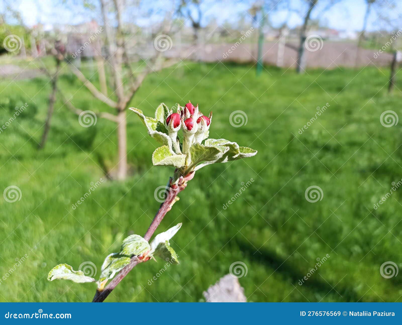An Apple is an Edible Fruit Produced by an Apple Tree (Malus Domestica ...