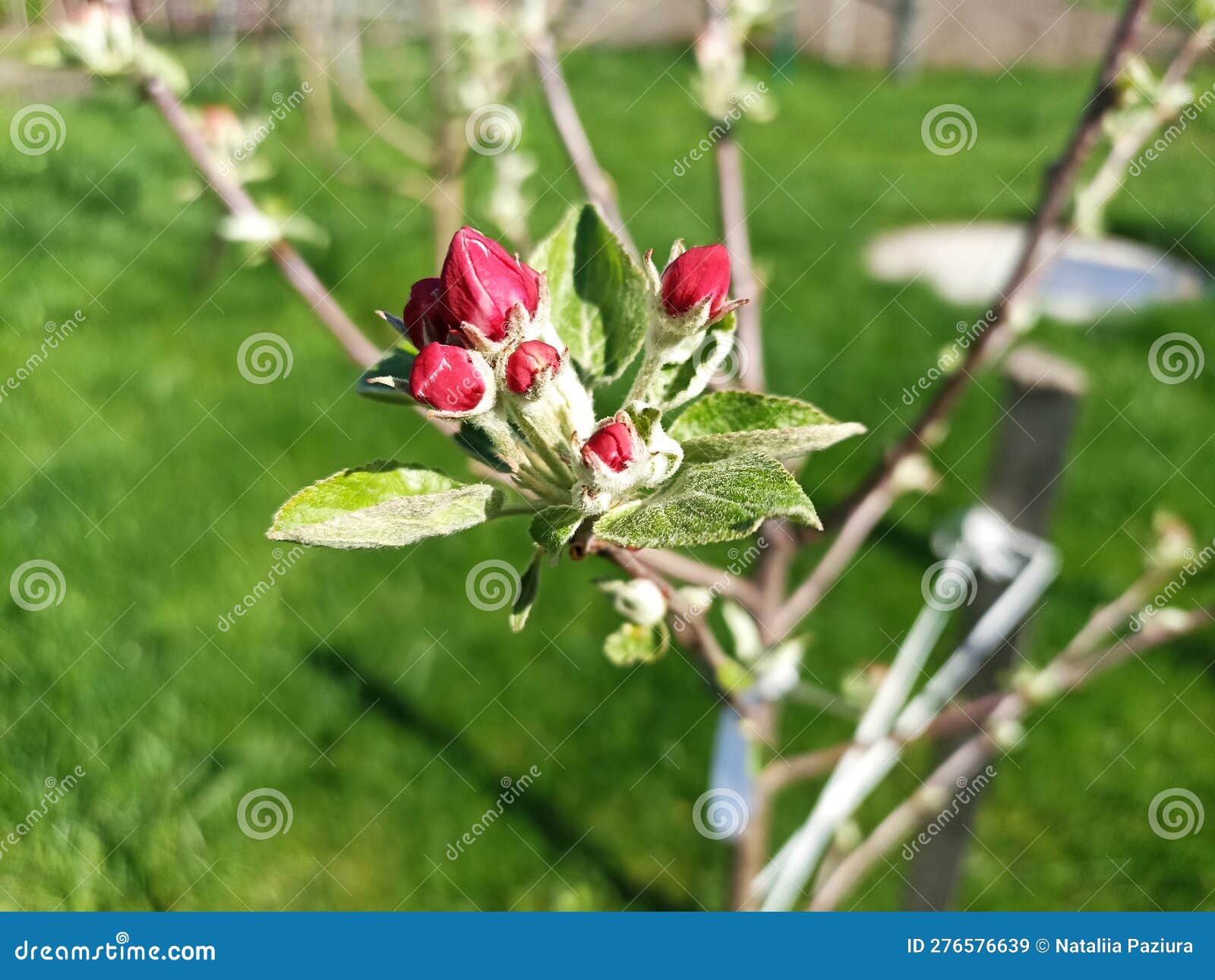 An Apple is an Edible Fruit Produced by an Apple Tree (Malus Domestica ...