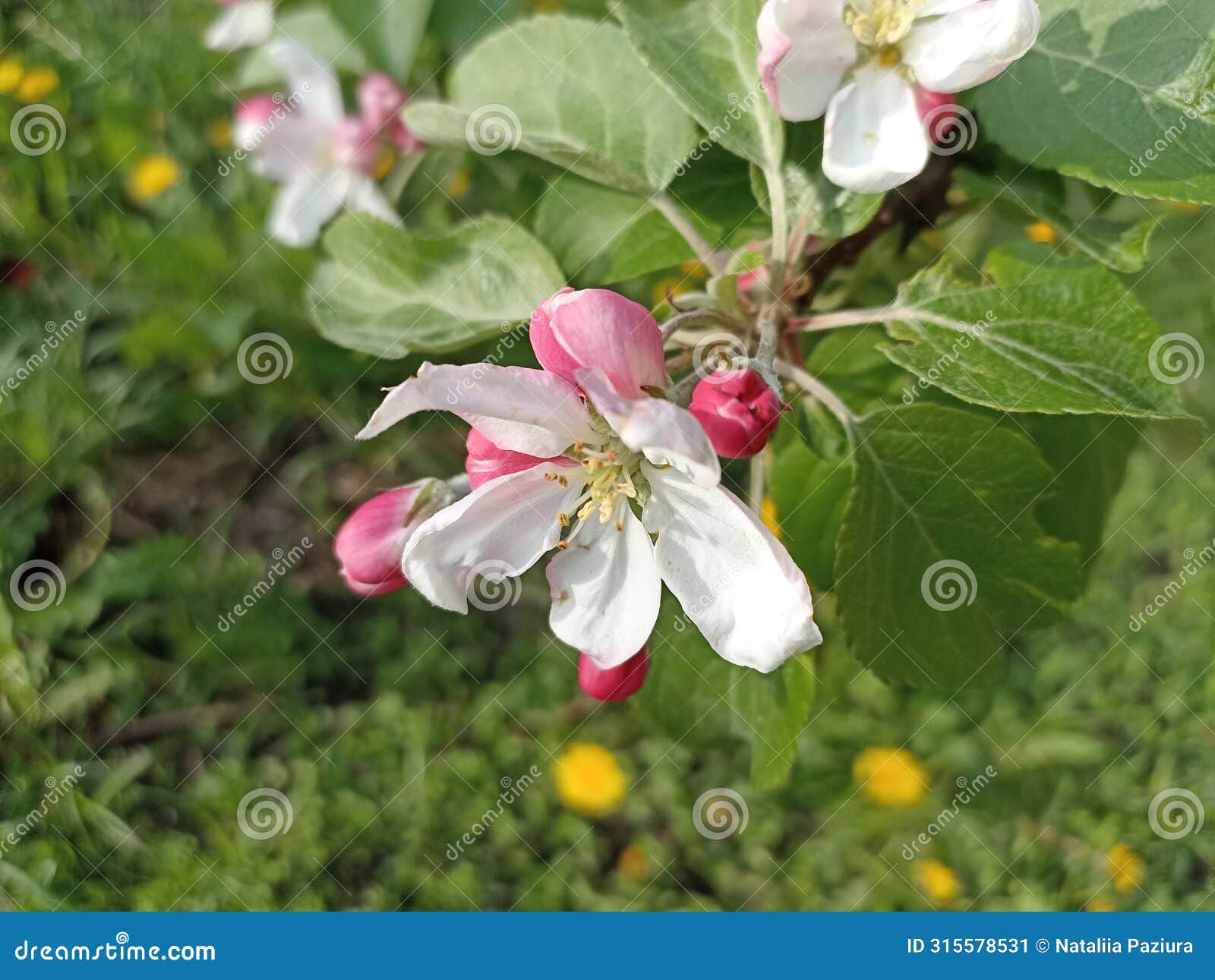 An Apple is an Edible Fruit Produced by an Apple Tree (Malus Domestica ...