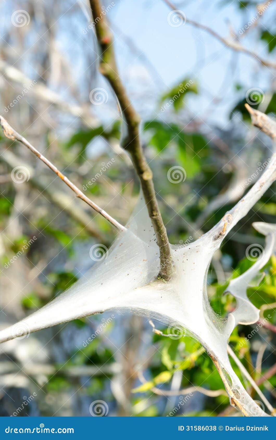 Apple Ermine Moth Larvae Colony On Apple Tree Royalty-Free Stock ...