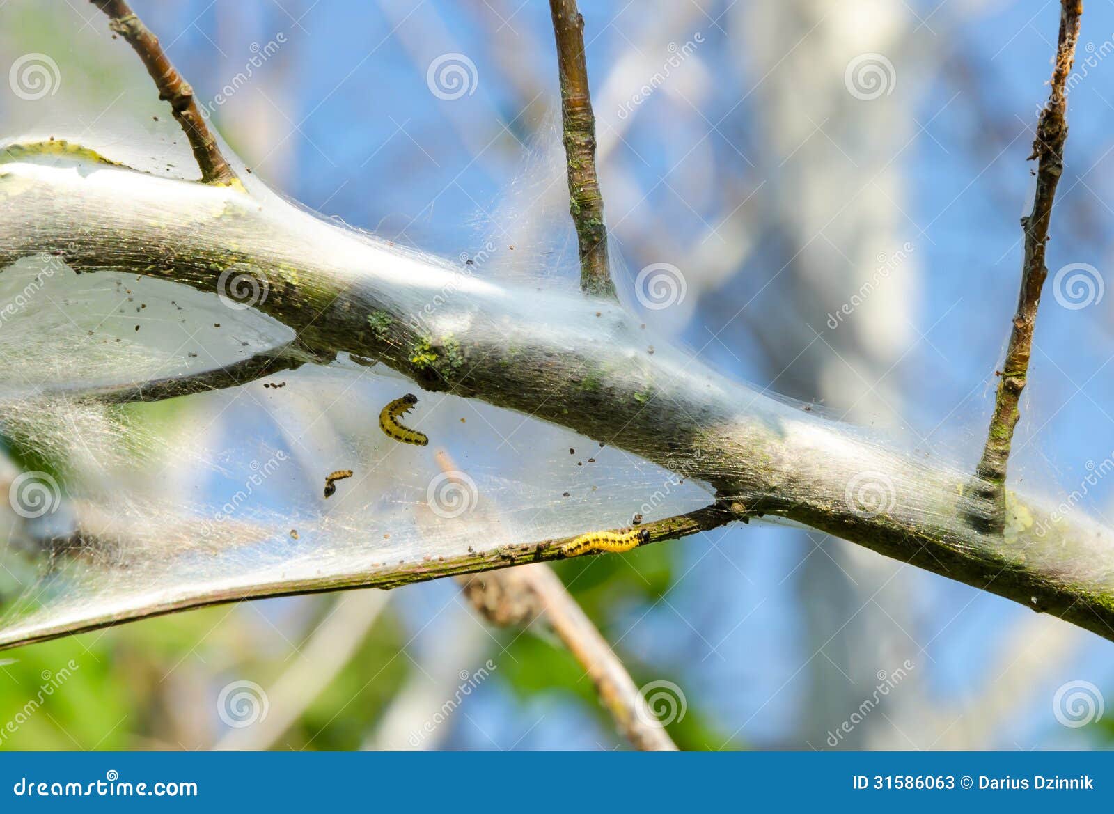 Apple Ermine Moth Larvae Colony On Apple Tree Royalty-Free Stock ...
