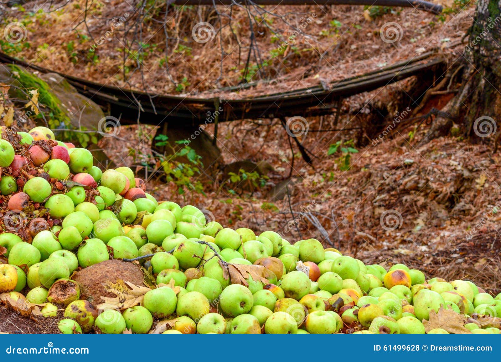 Apple fall stock photo. Image of scenery, apples, fall - 61499628