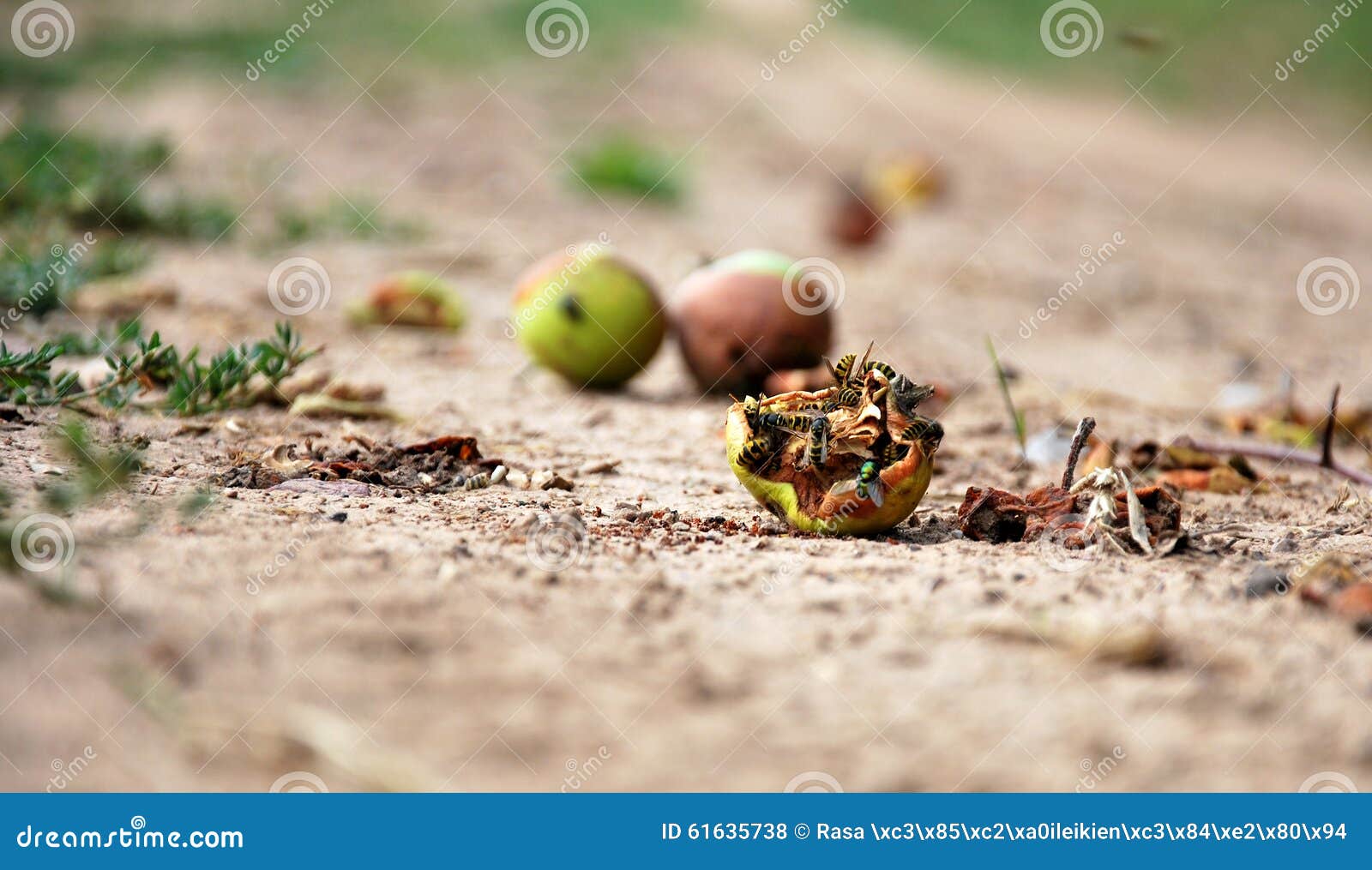 Apple Falling To the Ground Stock Photo - Image of apple, apples: 61635738