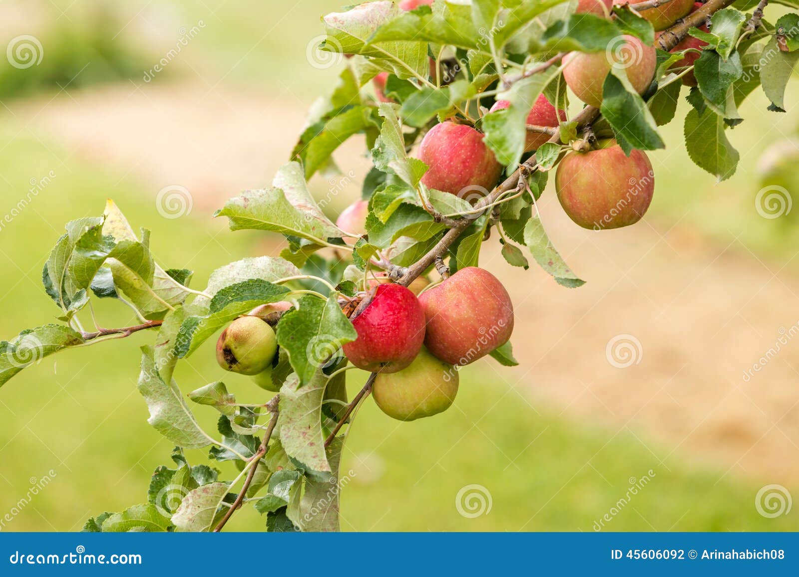 Apple farm stock photo. Image of harvest, agriculture - 45606092