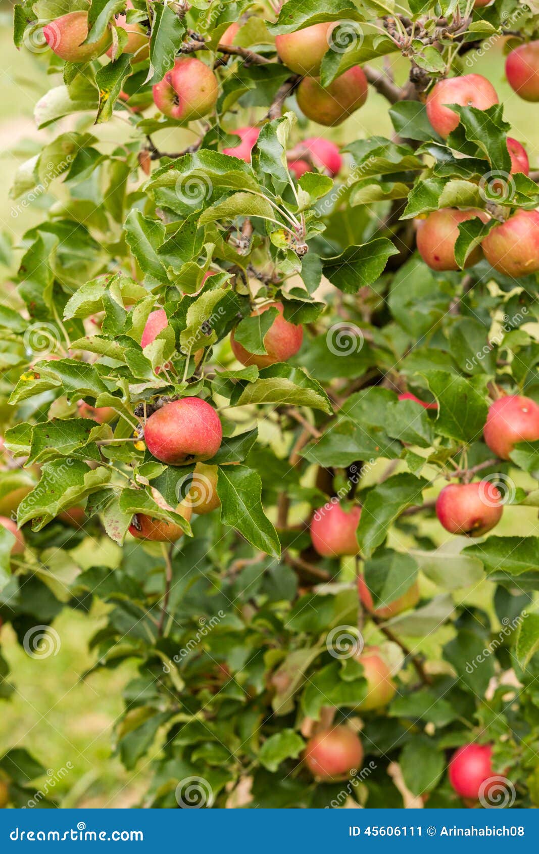Apple farm stock image. Image of plant, natural, fruit - 45606111