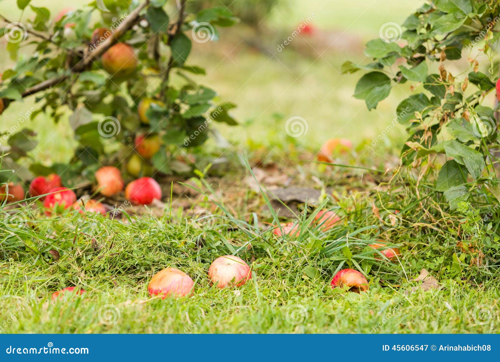 Apple farm stock image. Image of organic, natural, agriculture - 45606547