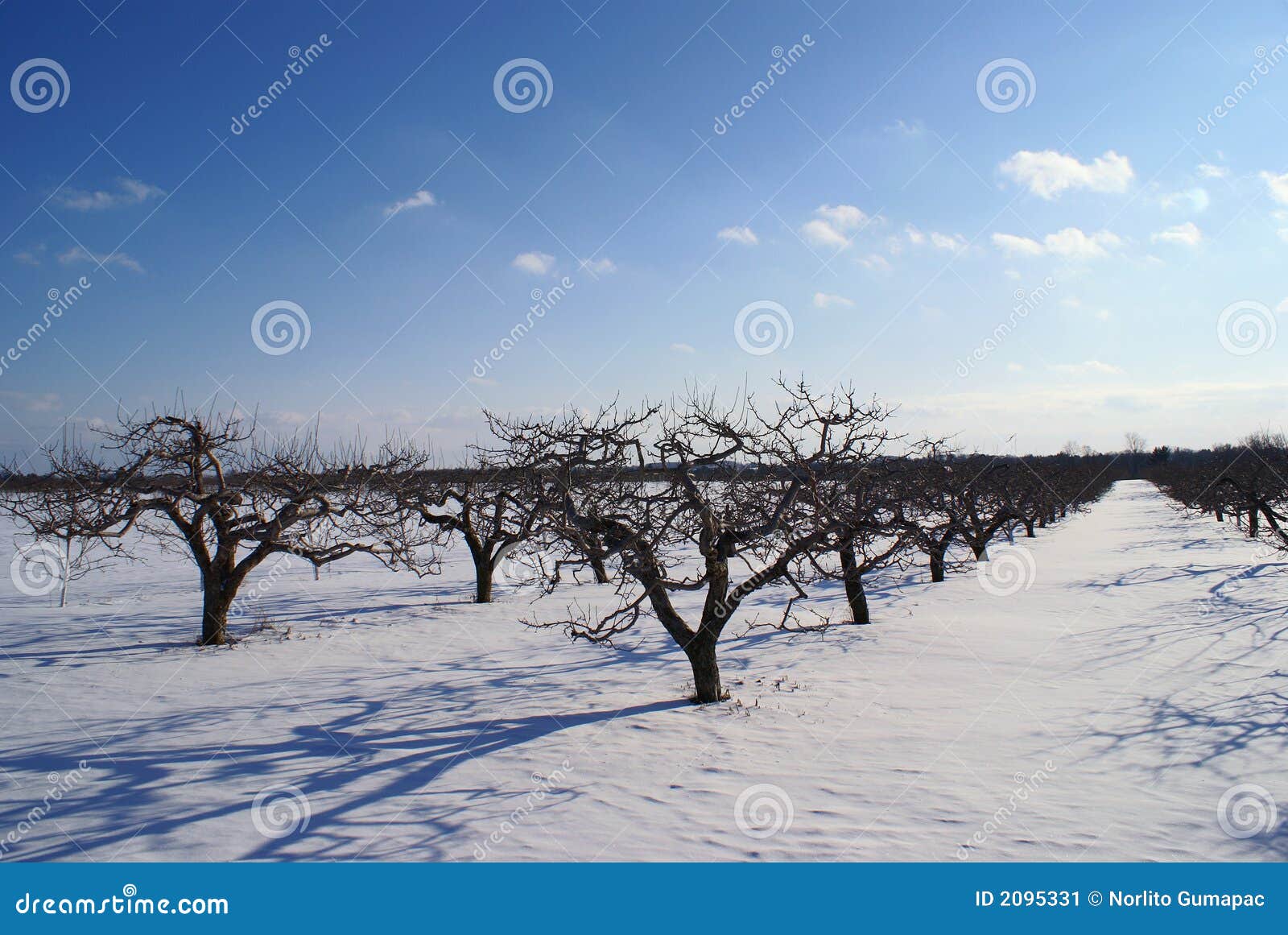 Apple Farm on Winter with Blue Clouds Stock Image - Image of covering ...