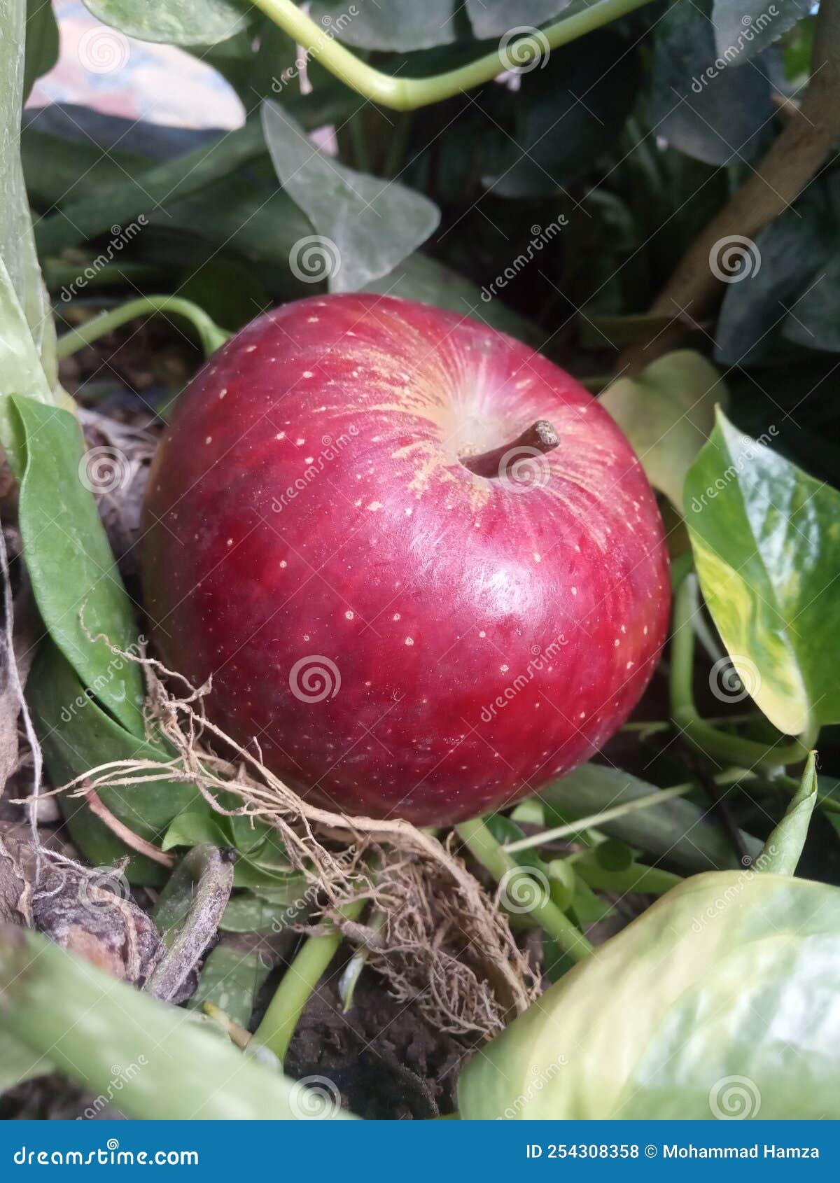 APPLE FELL on the GROUND from the TREE Stock Photo - Image of leaf ...
