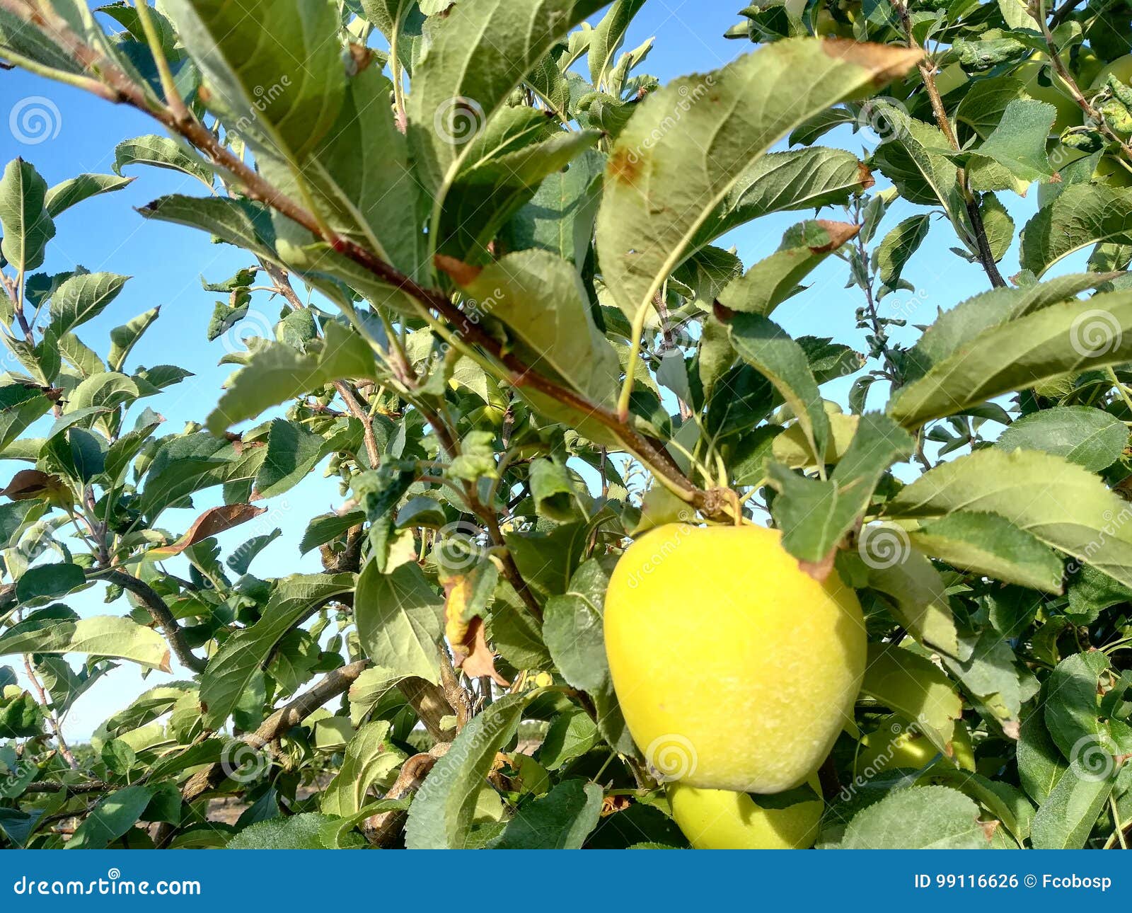 Apple Field in Corella, Spain Stock Photo - Image of evergreen, field ...