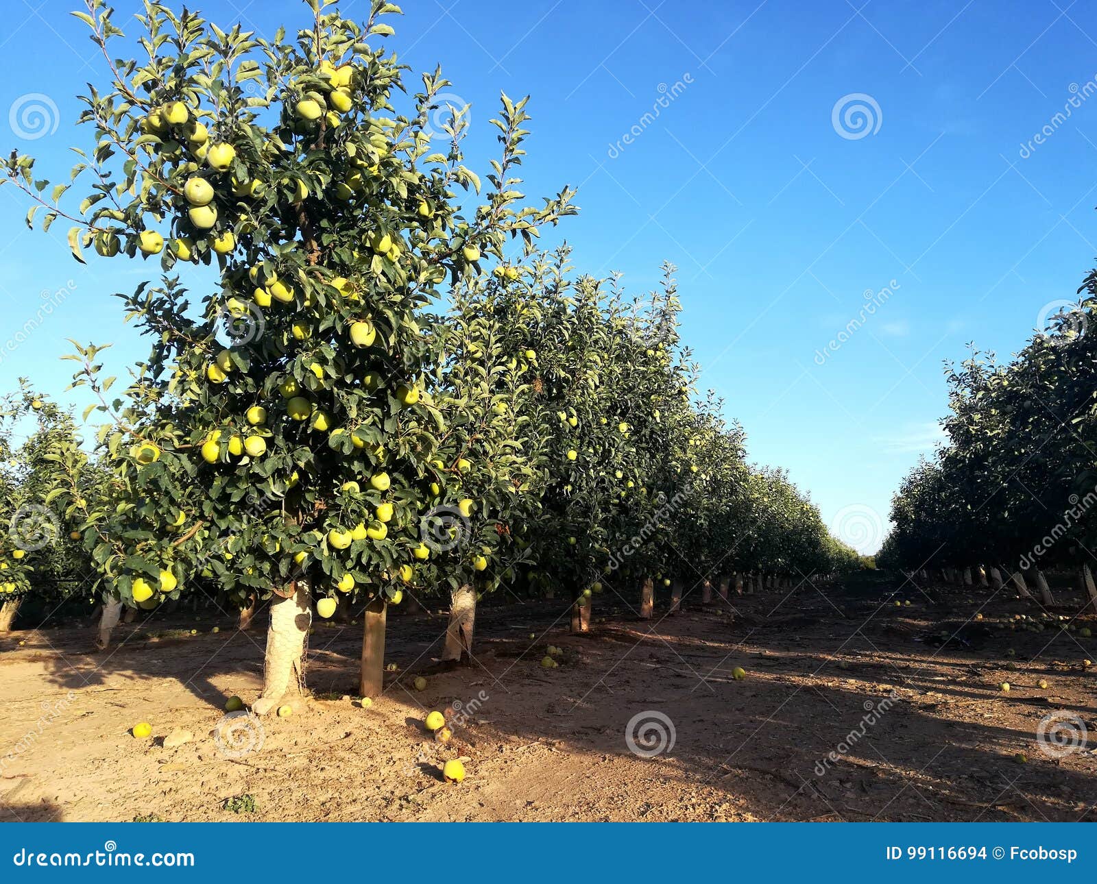 Apple Field in Corella, Spain Stock Photo - Image of plantation, shrub ...