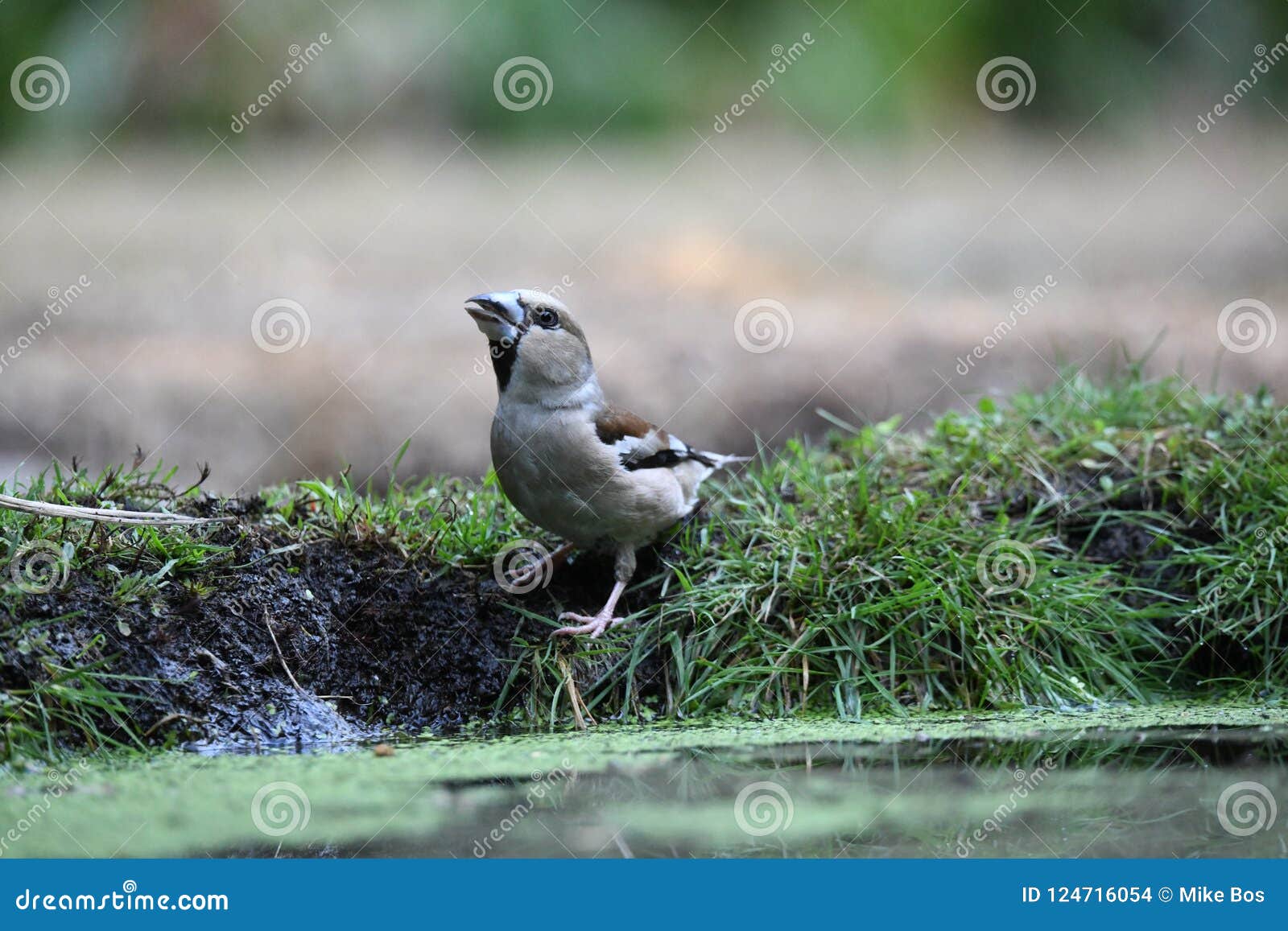 Apple Finch Drinks Water of the Water Pool Stock Photo - Image of back ...