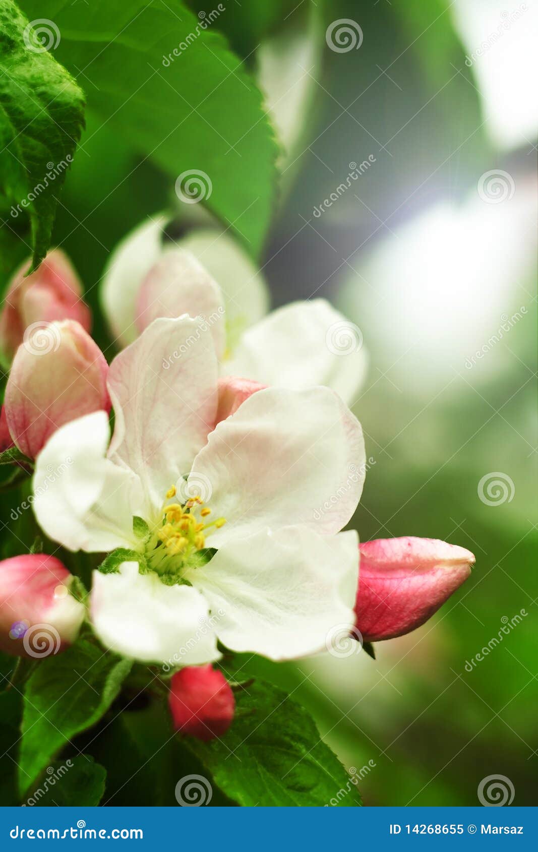 Apple flower stock image. Image of blooming, beautiful - 14268655