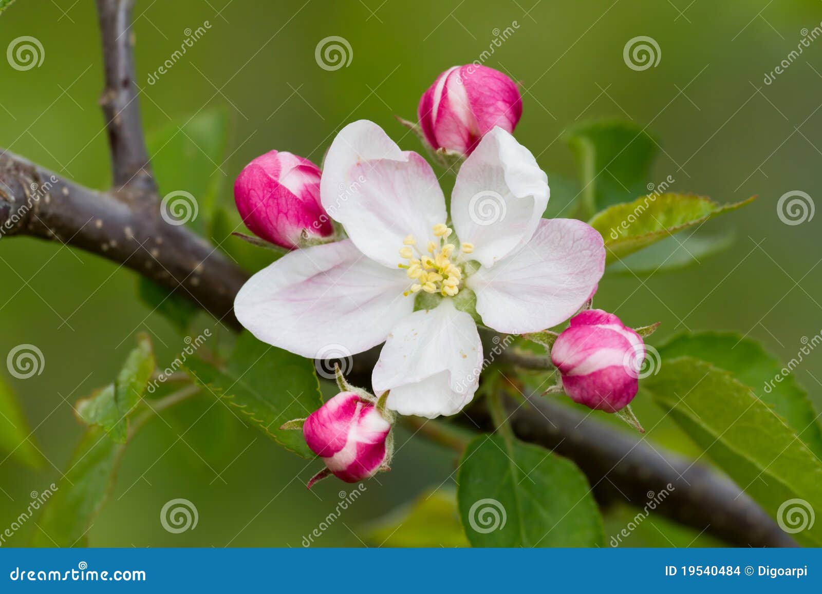 Apple flower stock photo. Image of fresh, color, aromatic - 19540484