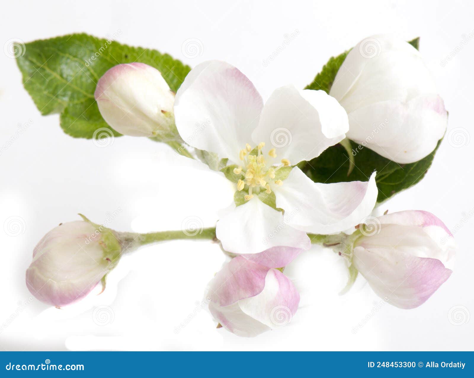 Apple Flower. Spring Flower Apple Blossoms Bloomed Isolated on White ...