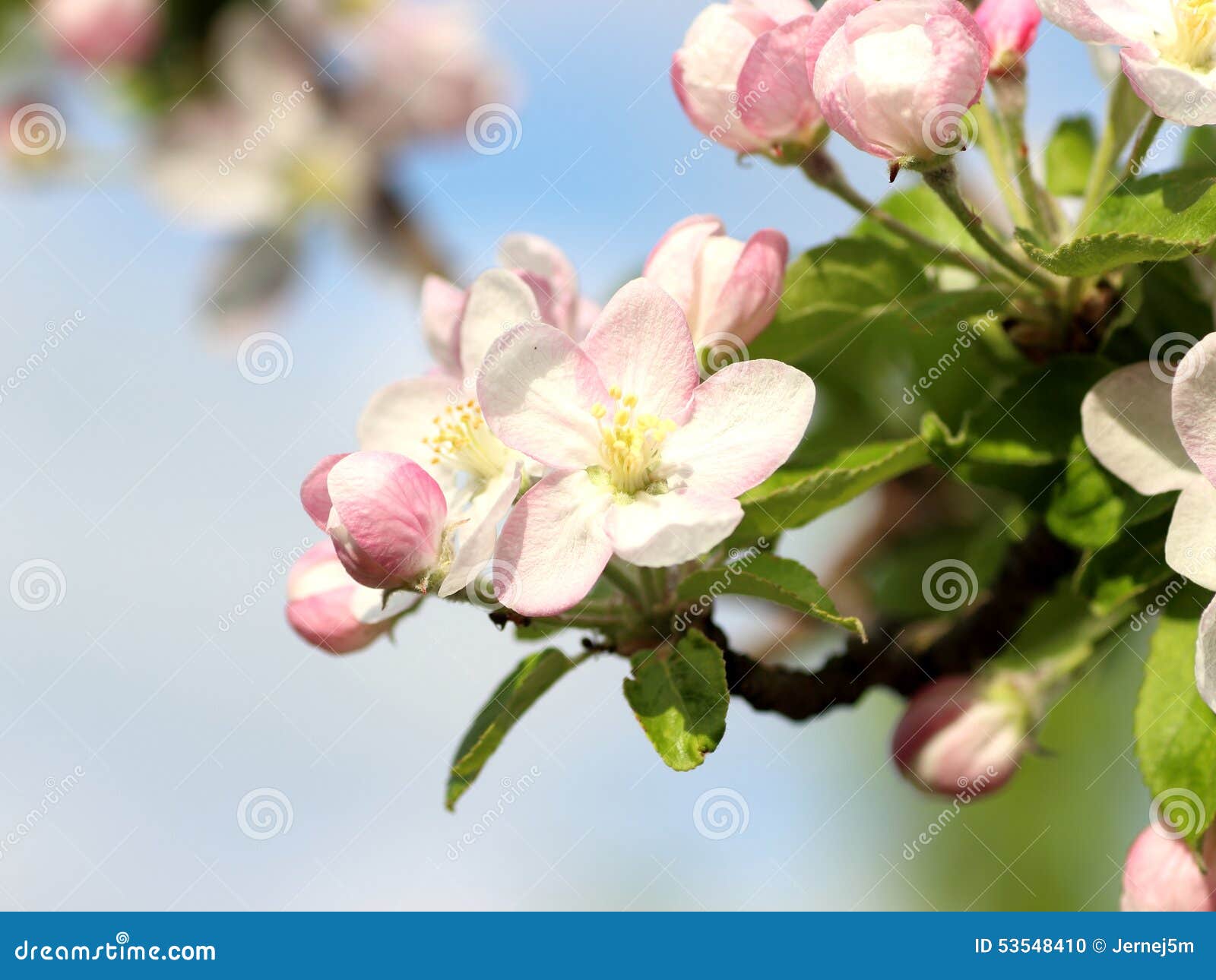Apple flower stock photo. Image of spring, natural, next - 53548410