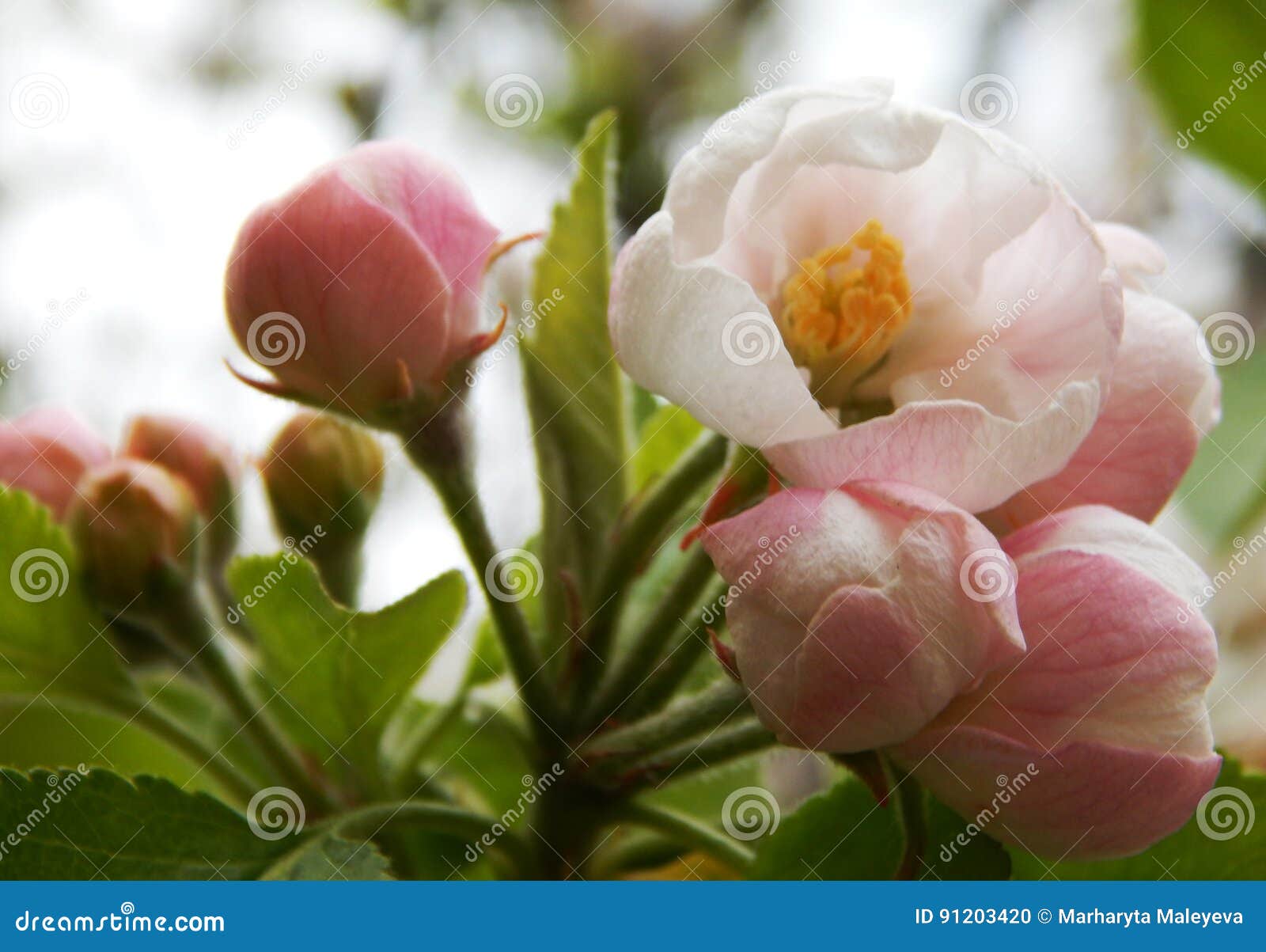 Apple Flowers stock photo. Image of spring, apple, flower - 91203420