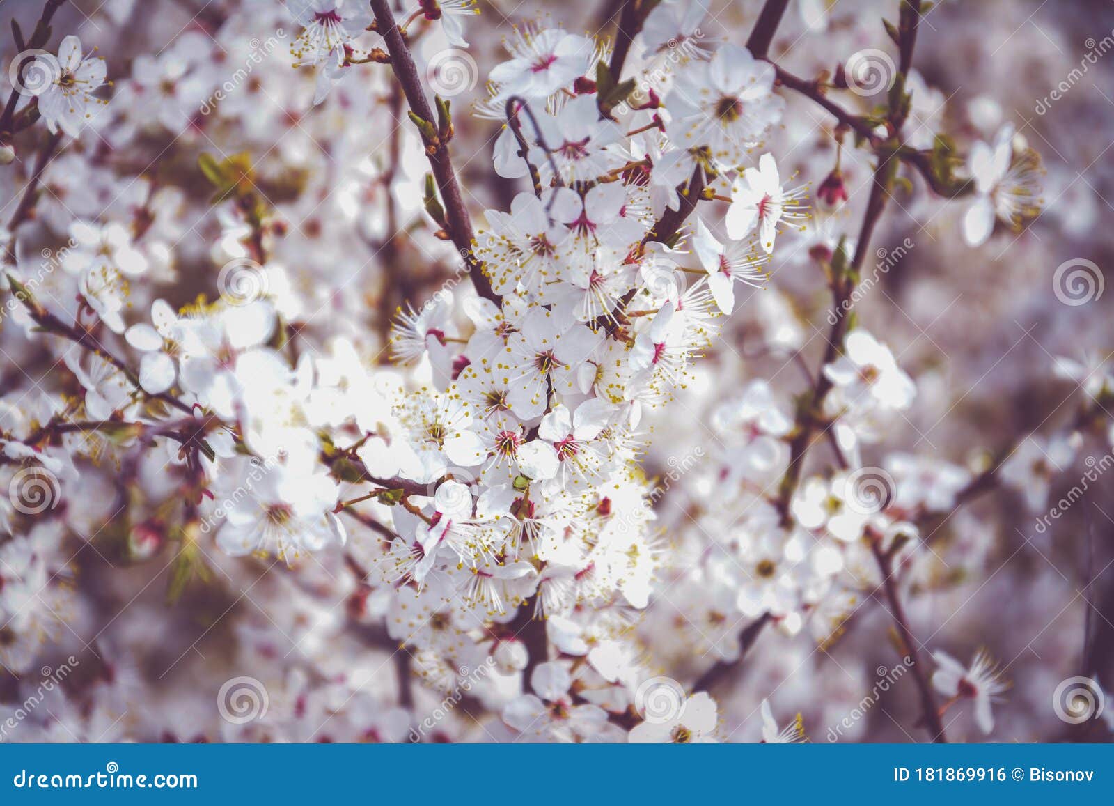 Apple Tree Shade Person Stock Photos - Free & Royalty-Free Stock Photos ...