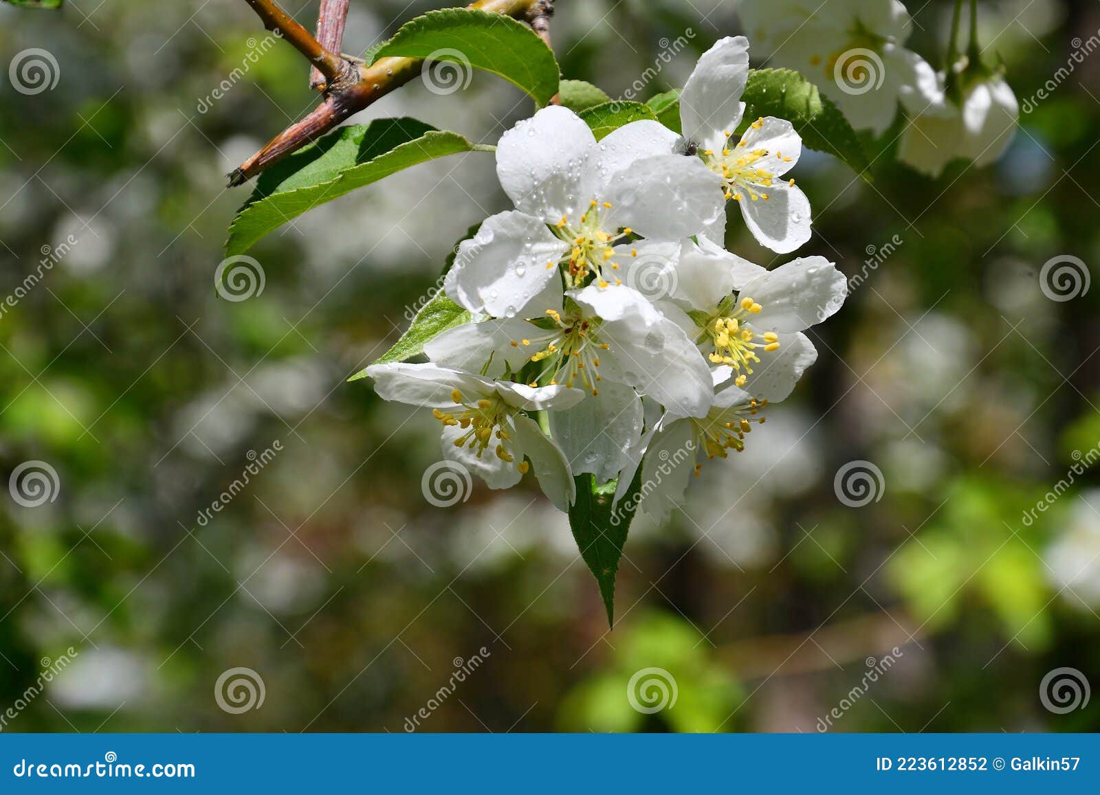 Apple Flowers White Color stock photo. Image of color - 223612852