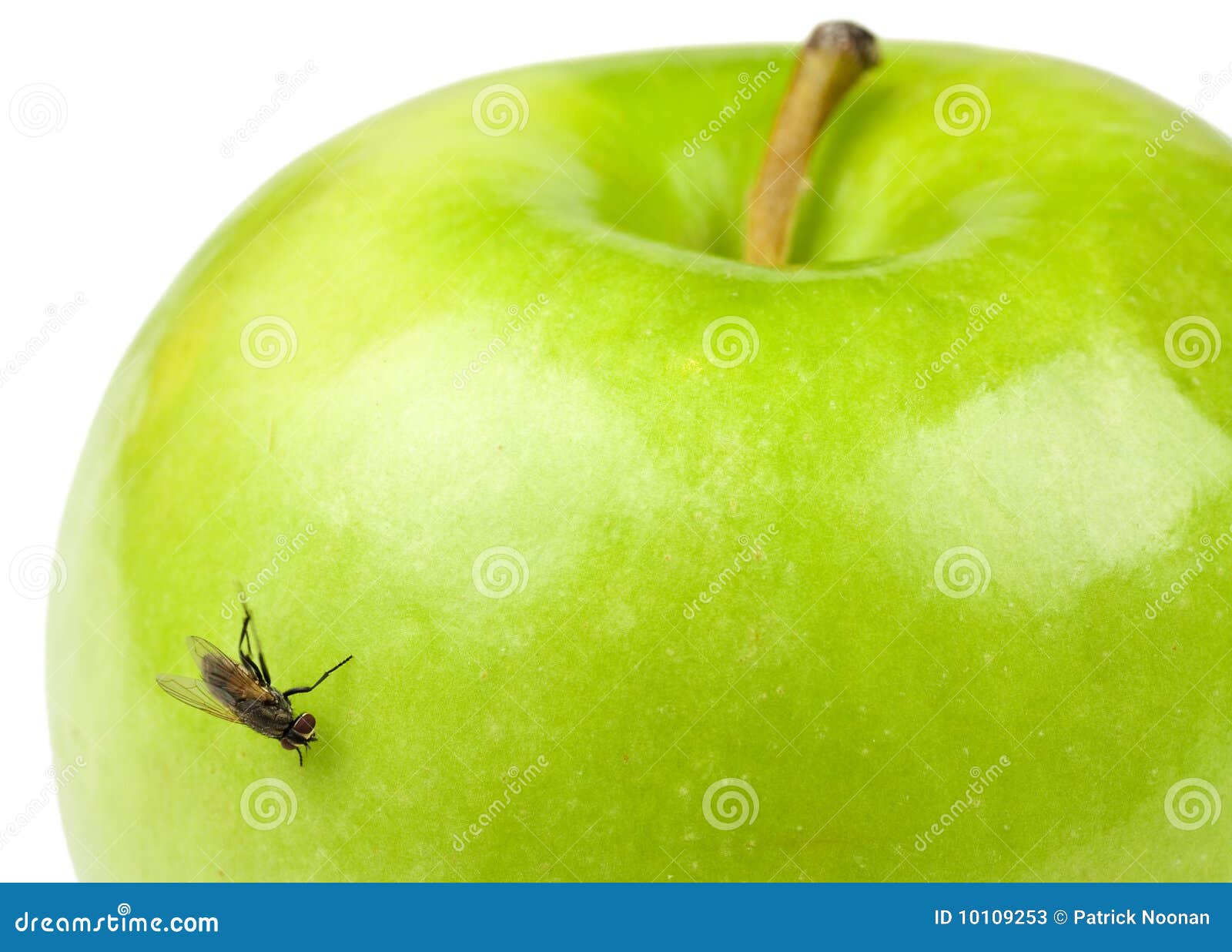 Apple and Fly stock image. Image of diet, grown, buzz - 10109253
