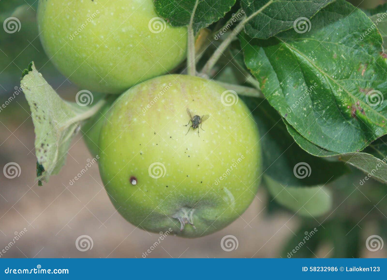 Apple with fly stock photo. Image of apple, branch, damaged - 58232986